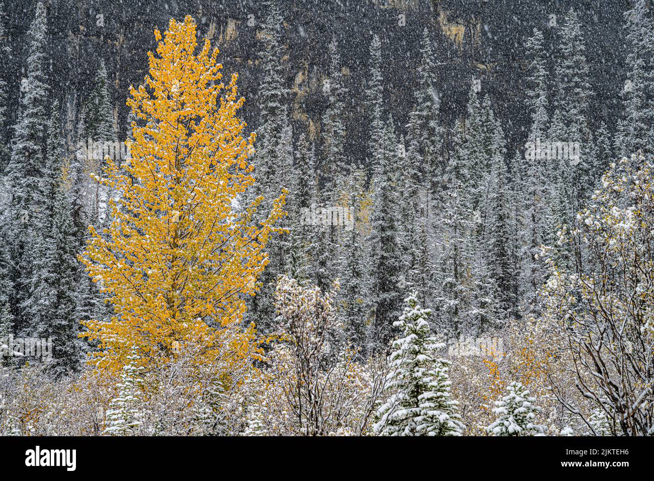 Canadian forest vegetation hi-res stock photography and images - Alamy