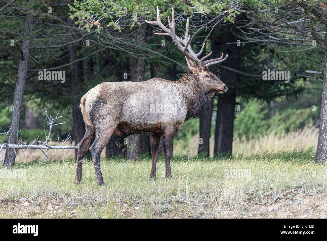 The male elk, Cervus canadensis, also known as the wapiti. Canadian ...