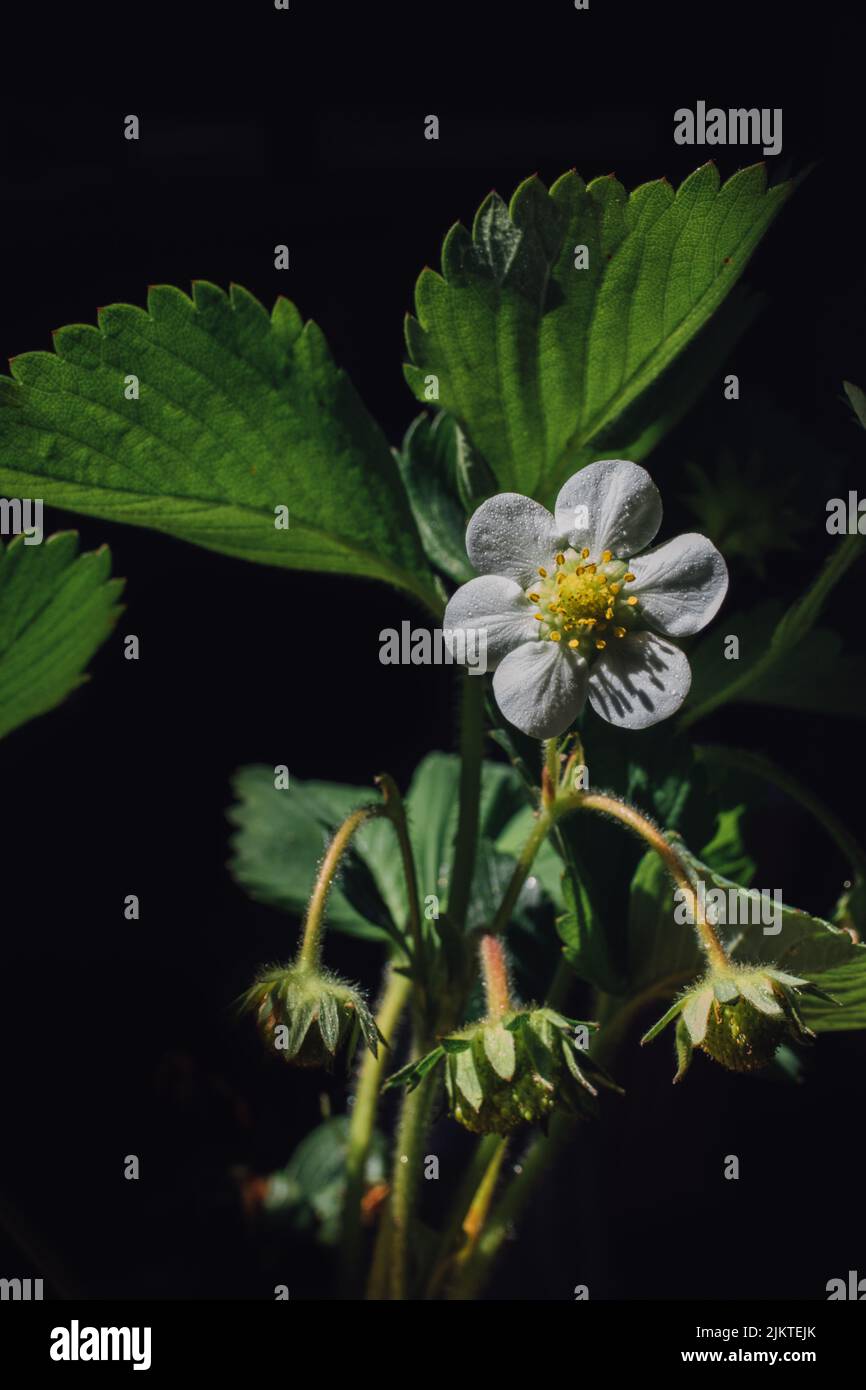 white strawberry flower blossom with yellow center, stamen and green ...