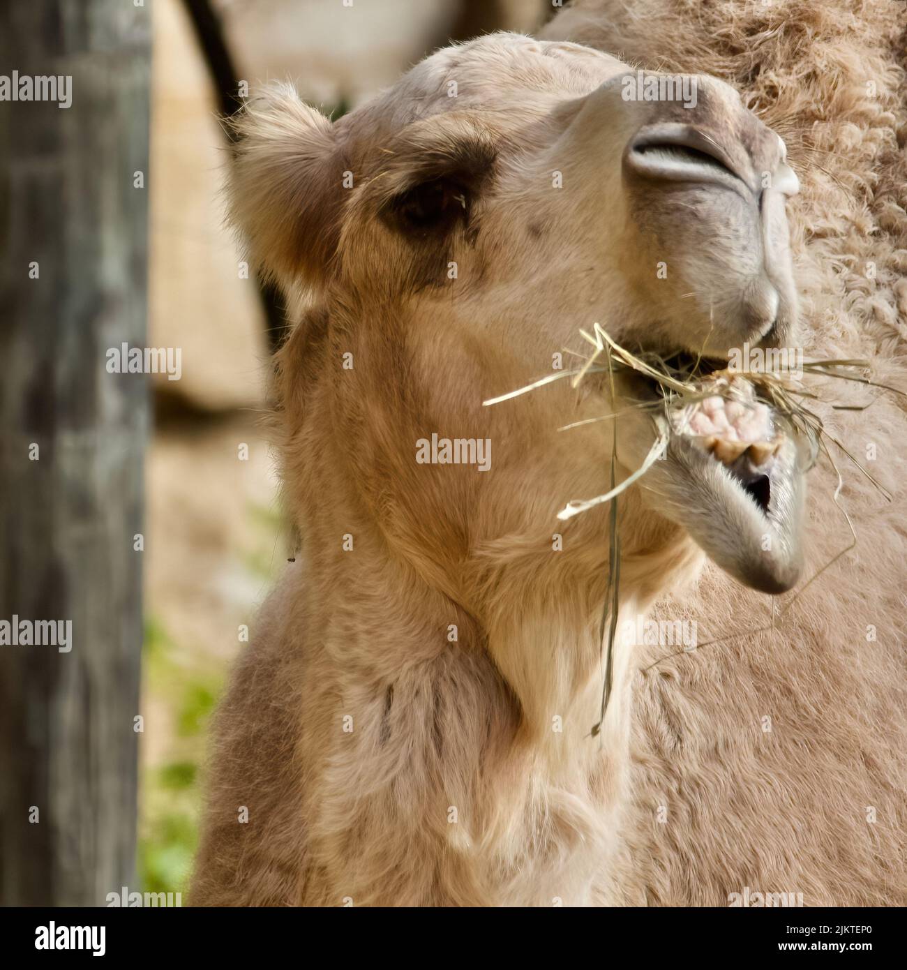 Chewing camel hi-res stock photography and images - Alamy