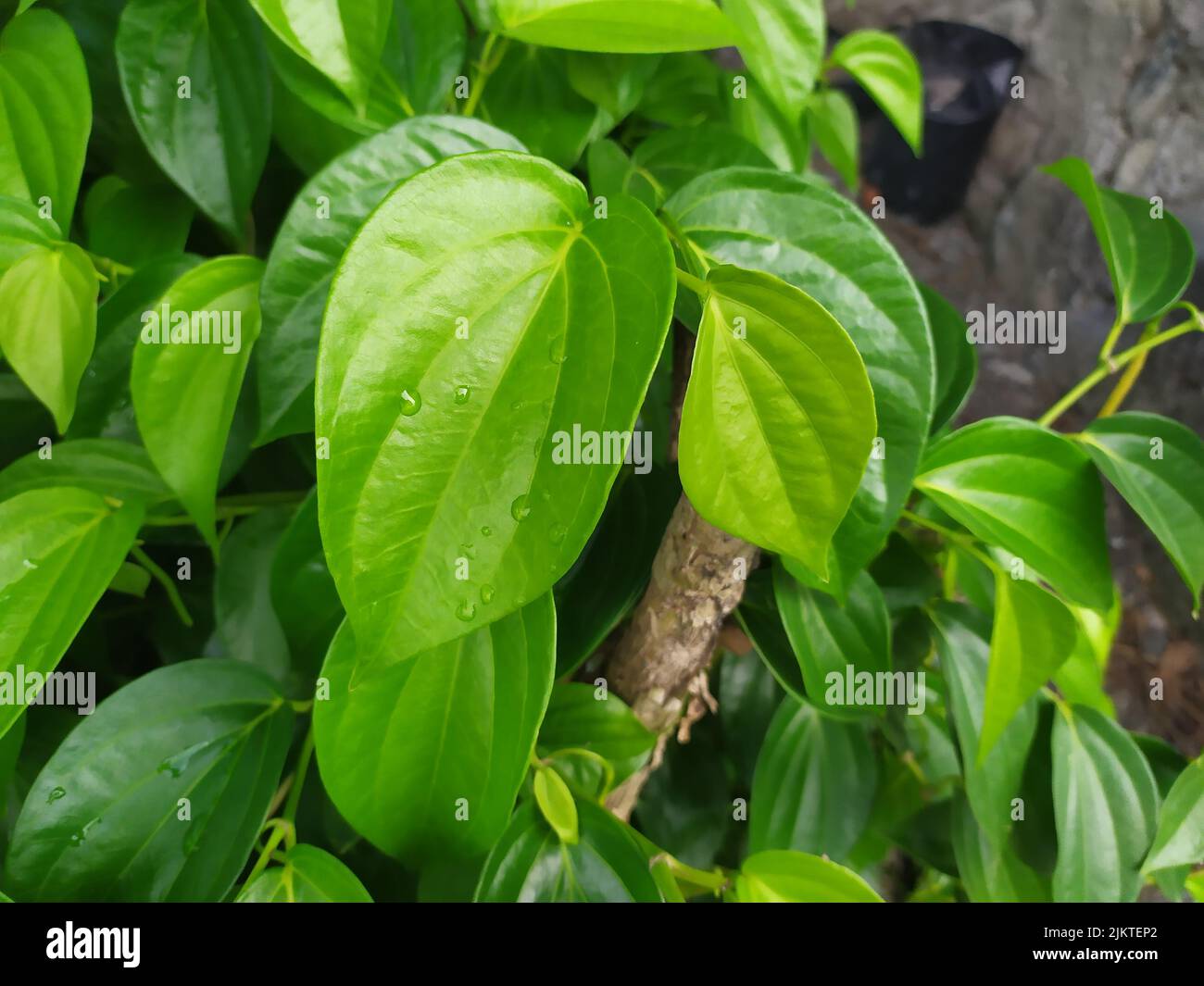 200 Betel Leaves,Betel,Paan,Dried Betel Leaves Ceylon, 51% OFF