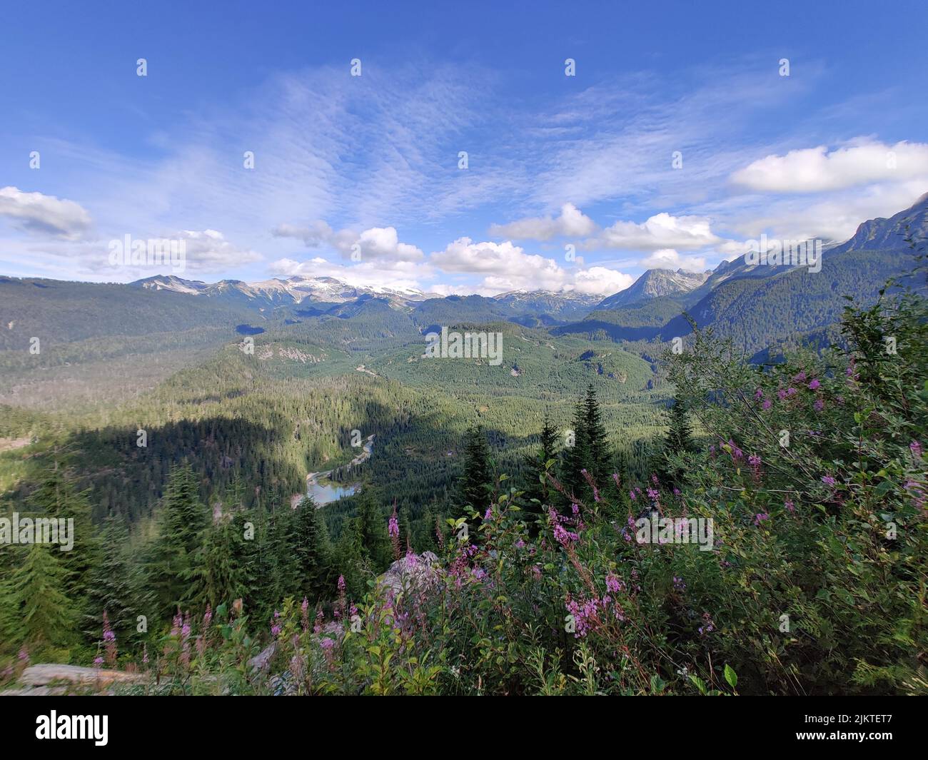 The flowers and plants growing in green mountains area in Garibaldi ...