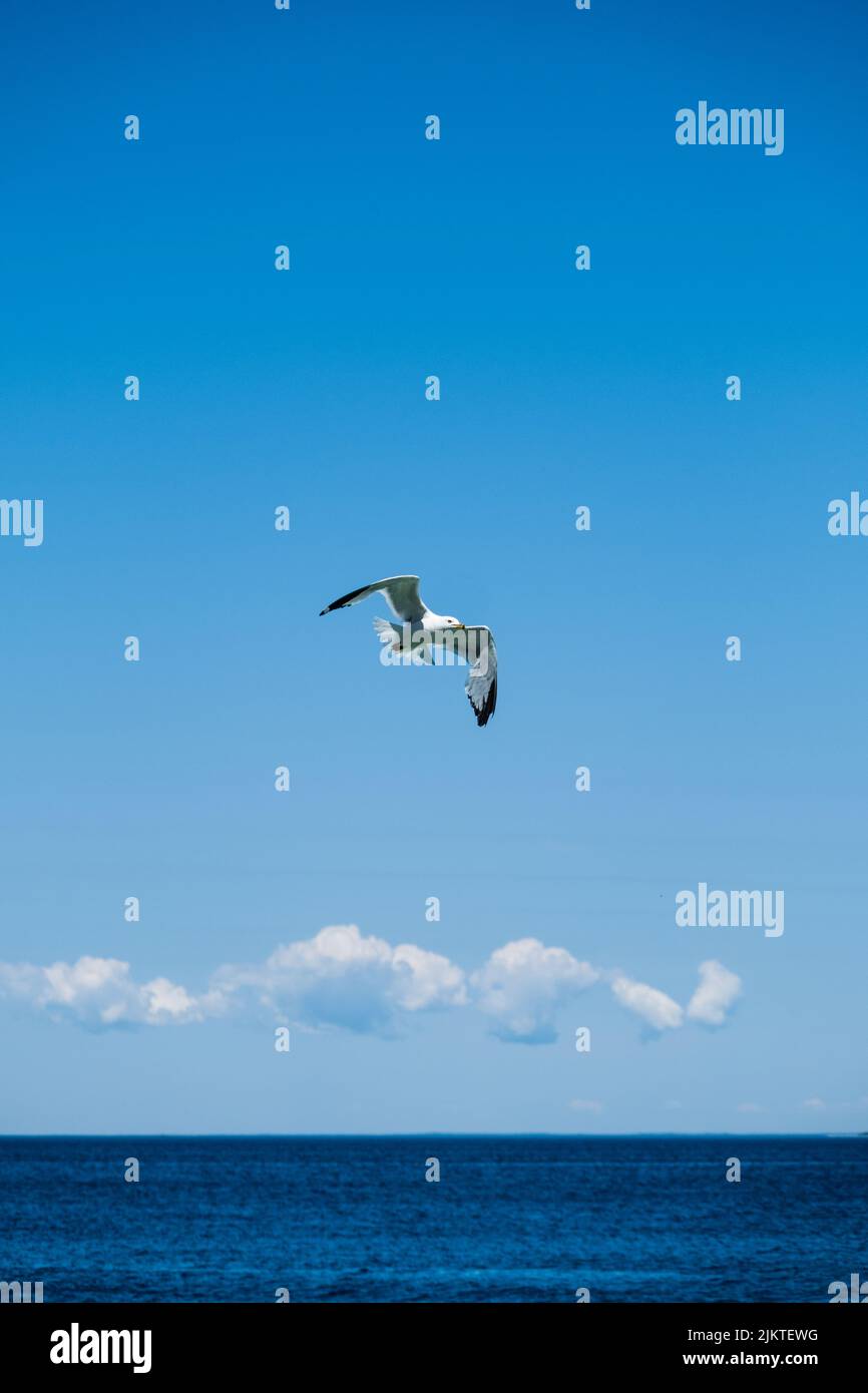 Wing blue bird closeup hi-res stock photography and images - Alamy