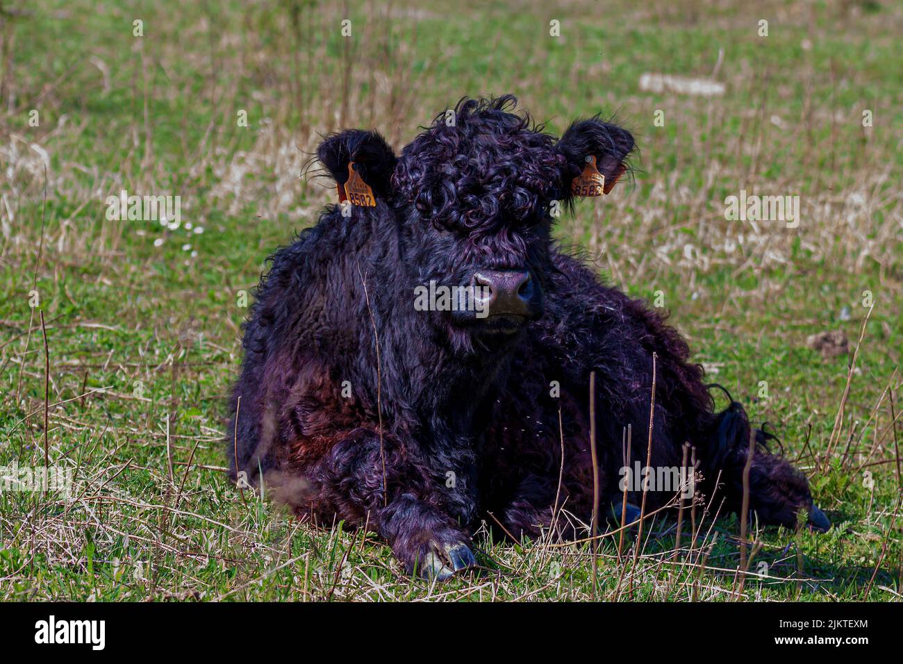 Curly cow hi-res stock photography and images - Alamy