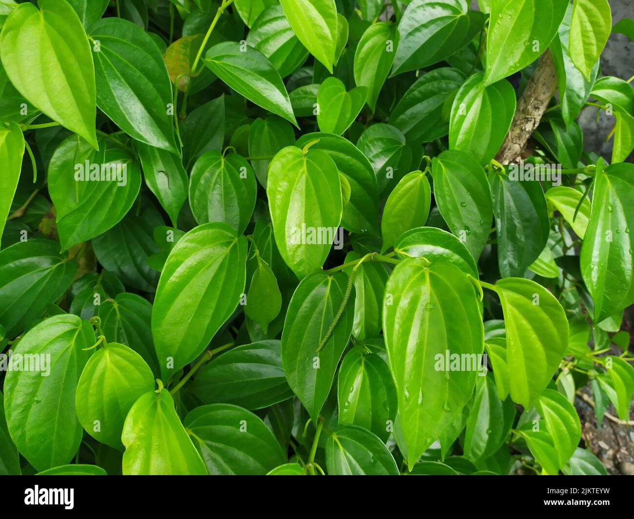 Betel flower hi-res stock photography and images - Alamy