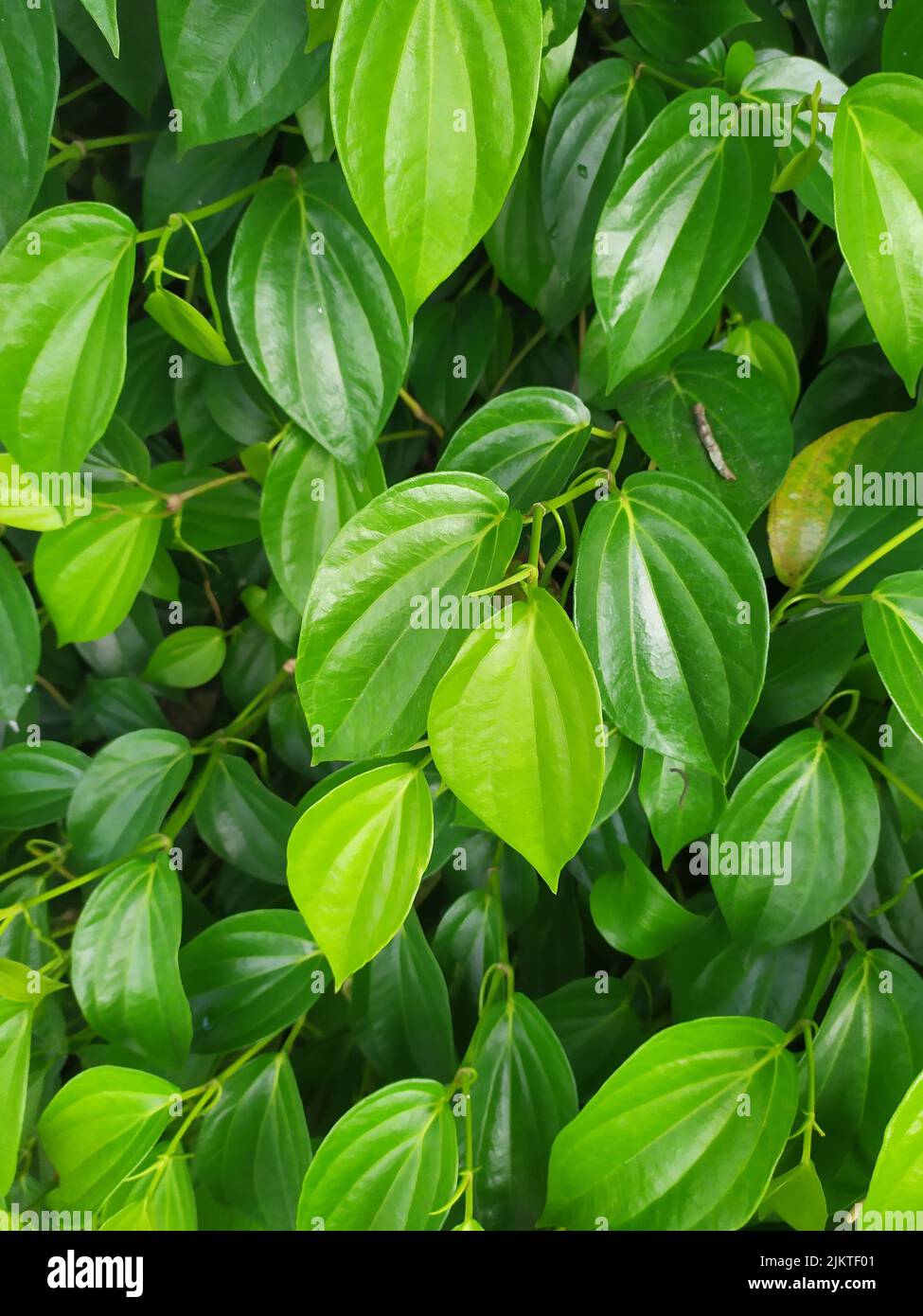 A vertical shot of green betel plant (Piper betle) in the yard Stock ...