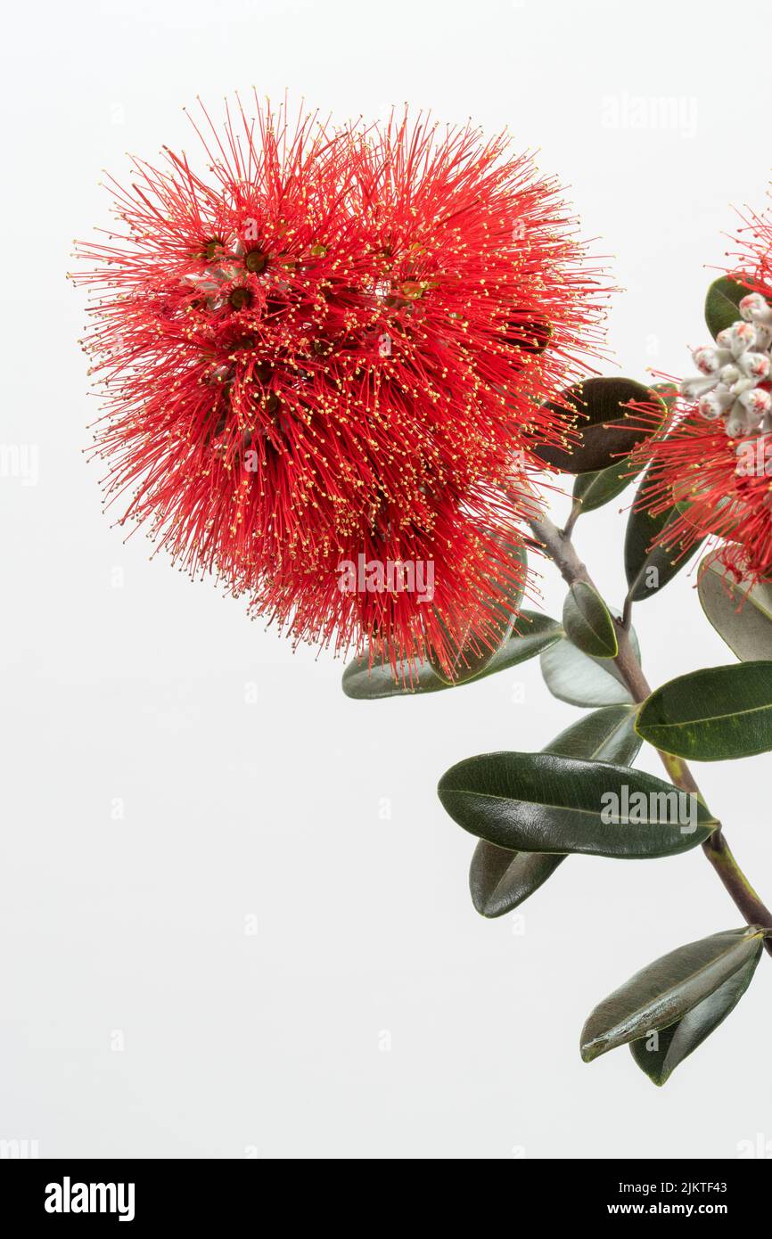 Vibrant red flowers of New Zealand's summer flowering Pohutakawa tree ...