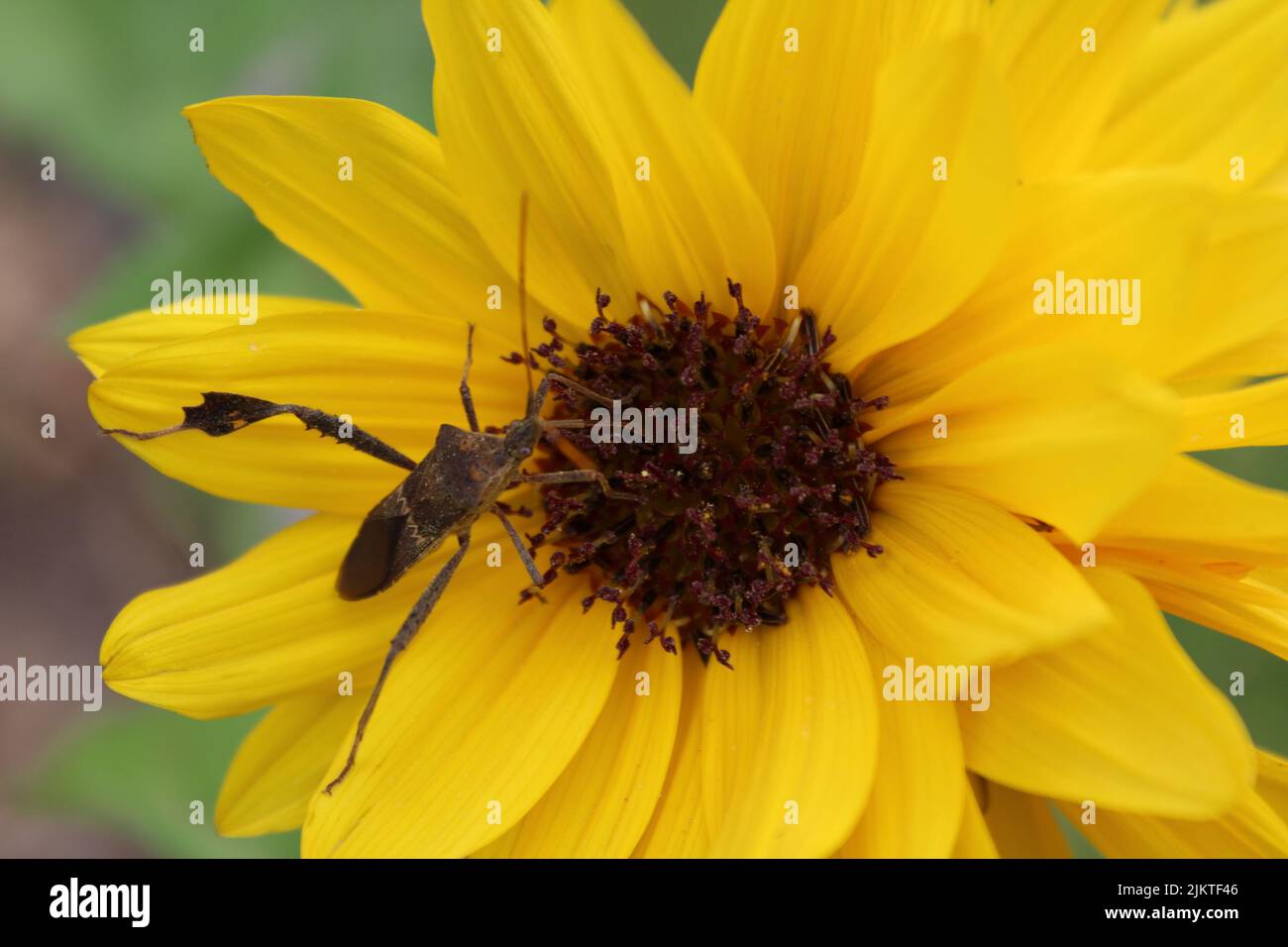 Insect and yellow petals hi-res stock photography and images - Alamy
