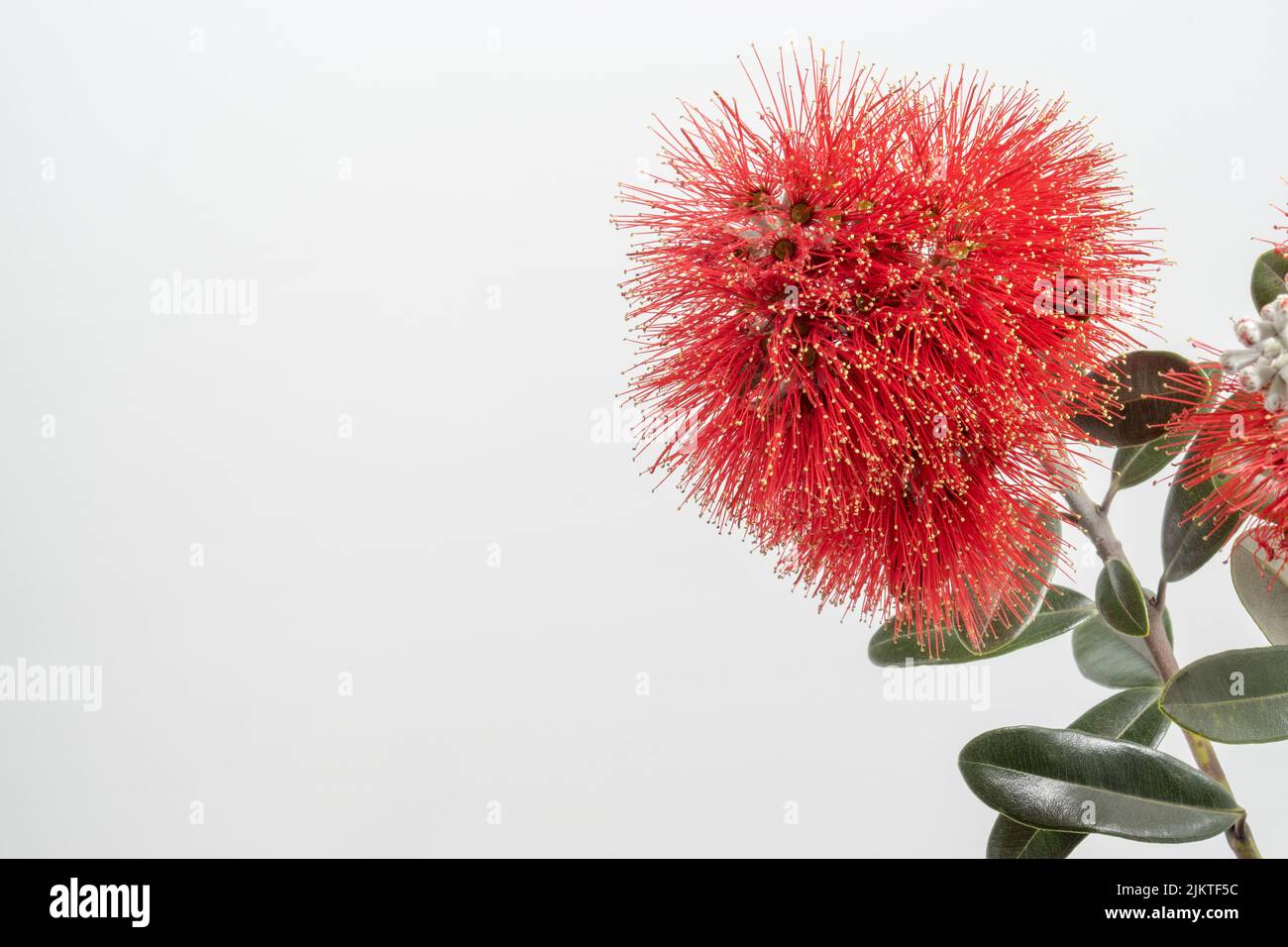 Vibrant red flowers of New Zealand's summer flowering Pohutakawa tree ...
