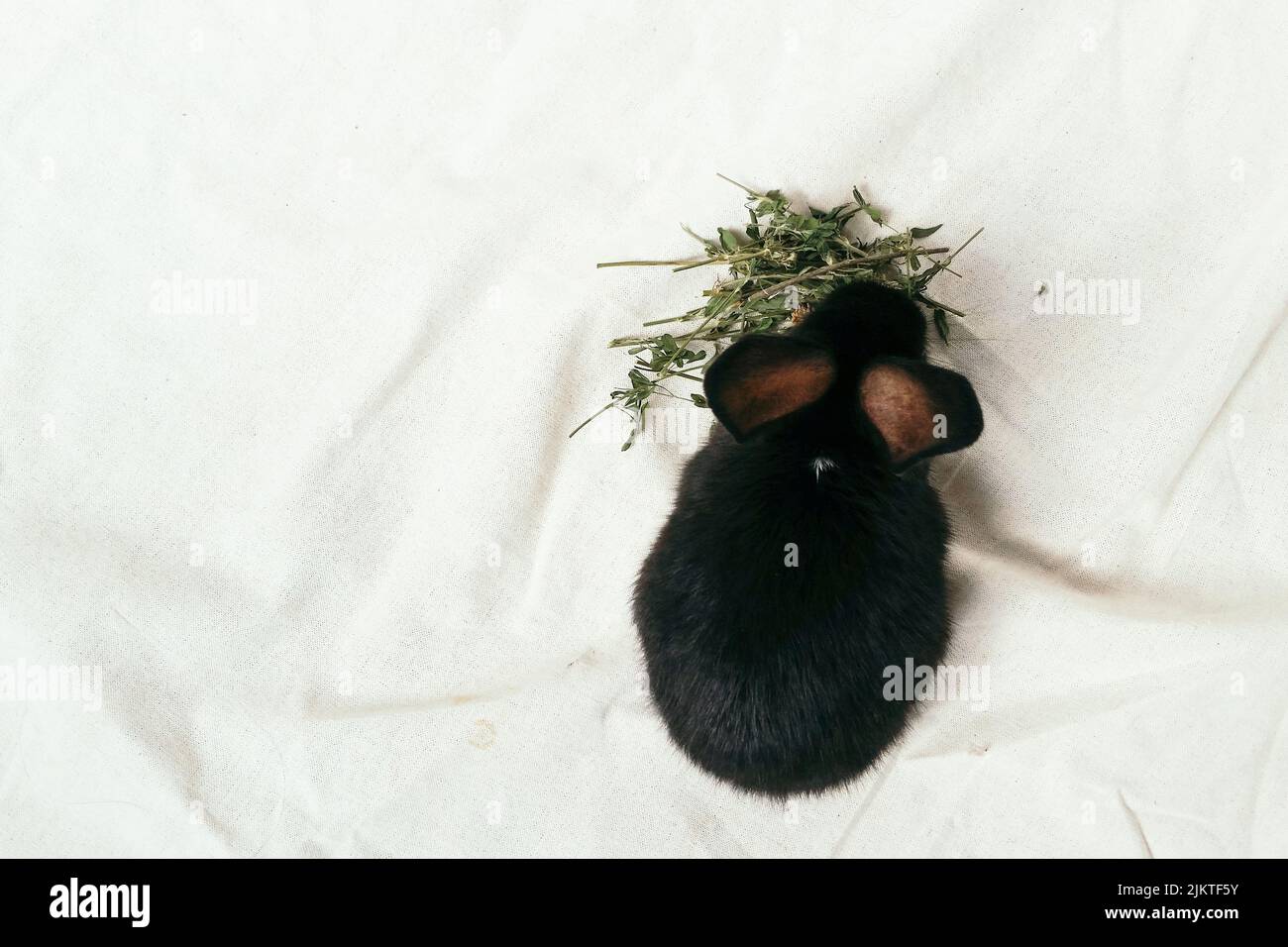 A top view of a small black rabbit eating food on a white fabric ...
