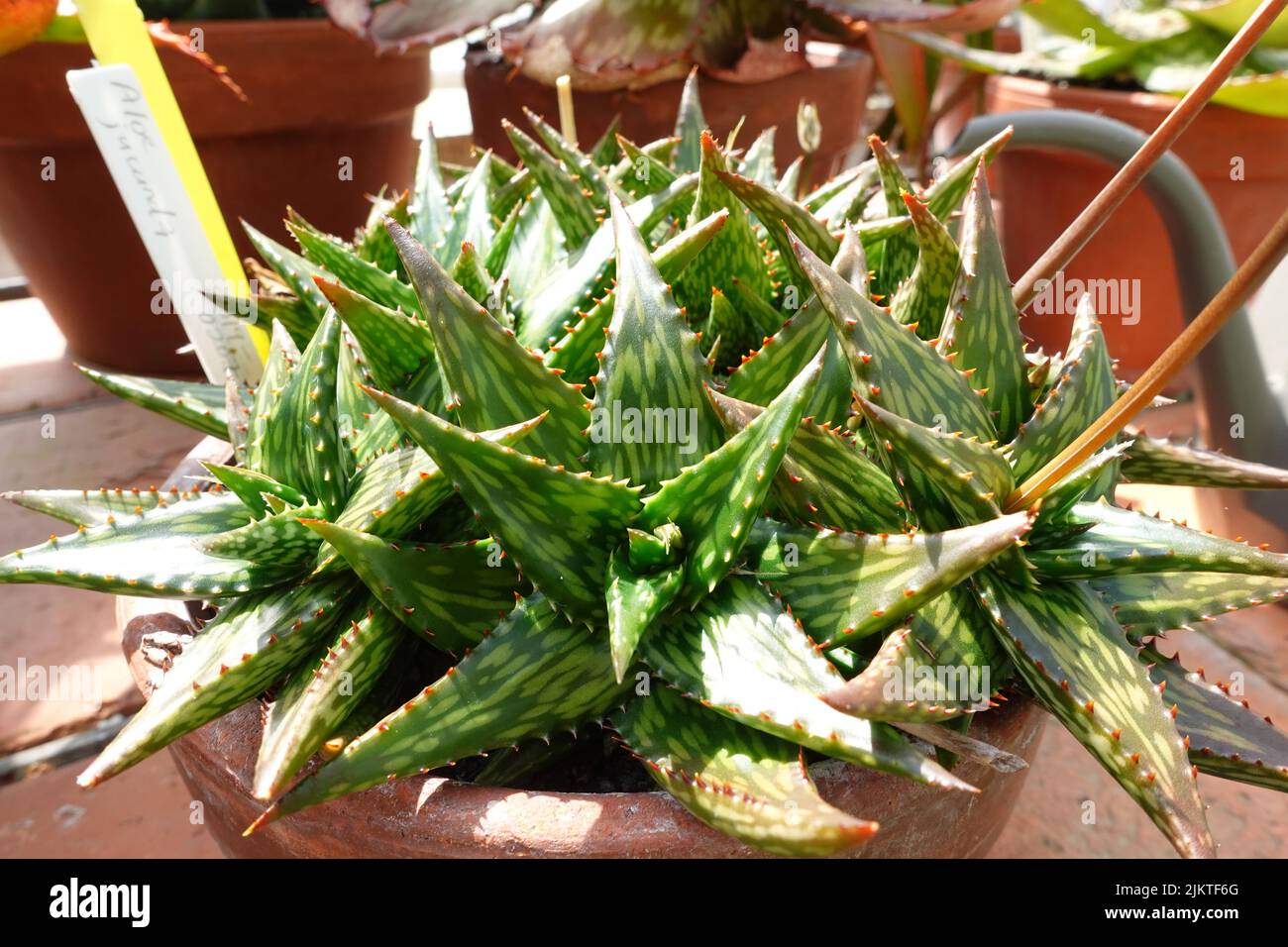 A succulent haworthia plant in a pot Stock Photo - Alamy