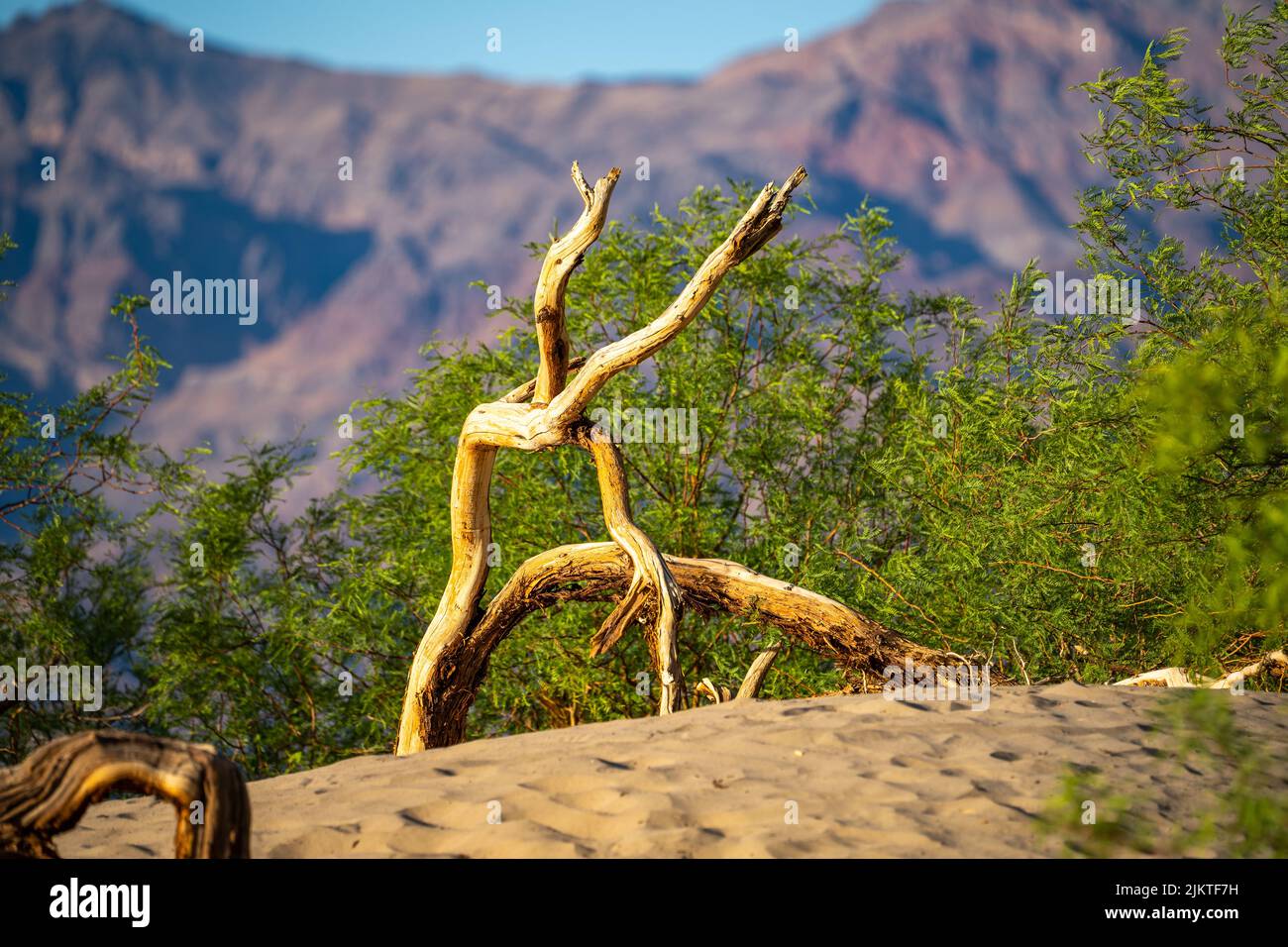 Broken branch desert hi-res stock photography and images - Alamy