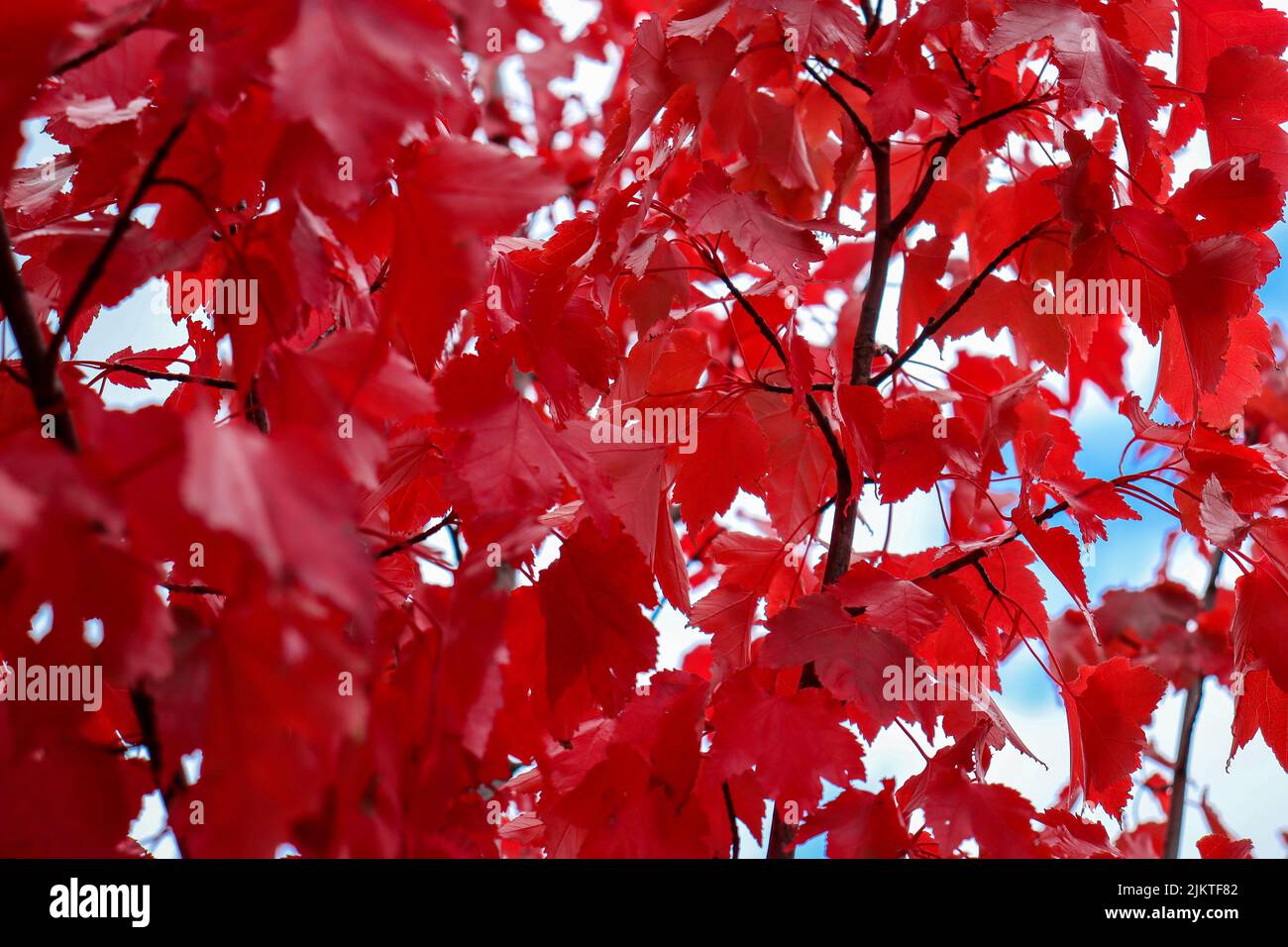 The red maple tree leaves in the branch Stock Photo - Alamy
