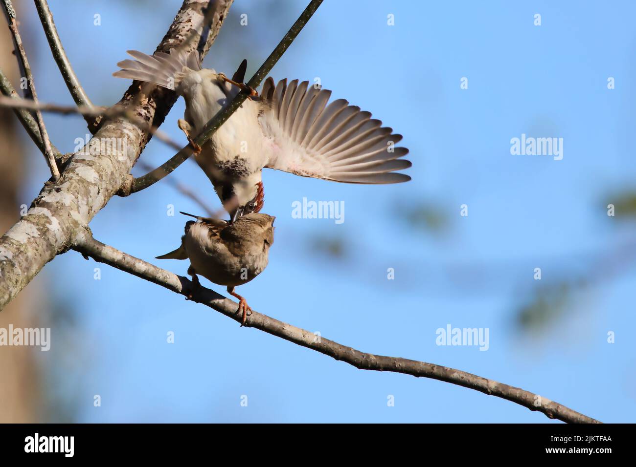 Two sparrows fighting hi-res stock photography and images - Alamy