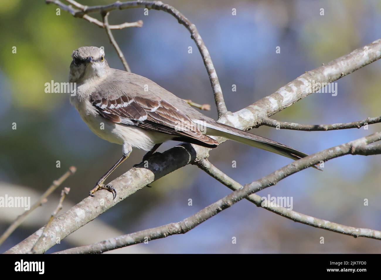 A closeup of a northern mockingbird sitting on a tree branch Stock ...