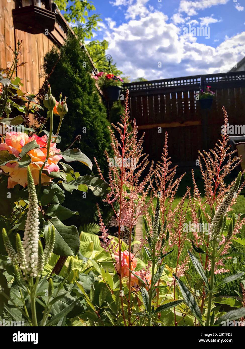 Summer garden with vibrant, unique plants in the backyard Stock Photo ...