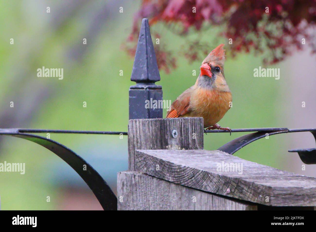 Cardinal bird on a fence hi-res stock photography and images - Alamy