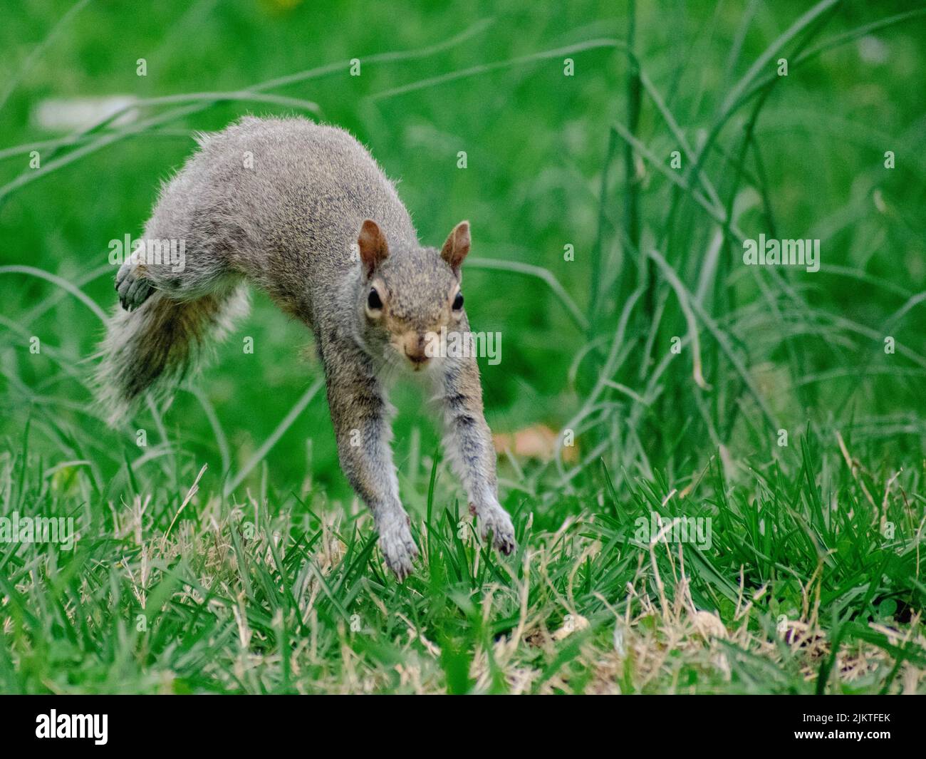 Gray squirrel jumping hi-res stock photography and images - Alamy
