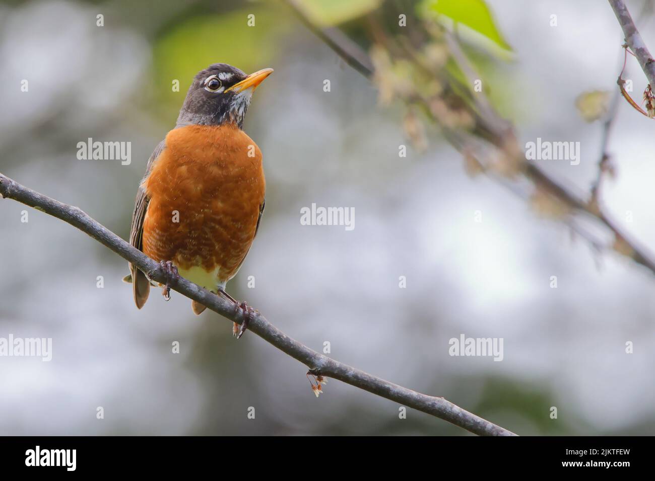 Robin bird spring hi-res stock photography and images - Alamy
