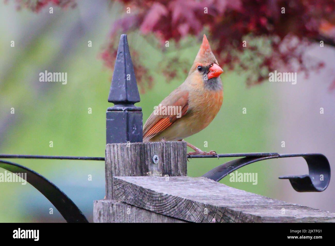 Cardinal bird on a fence hi-res stock photography and images - Alamy