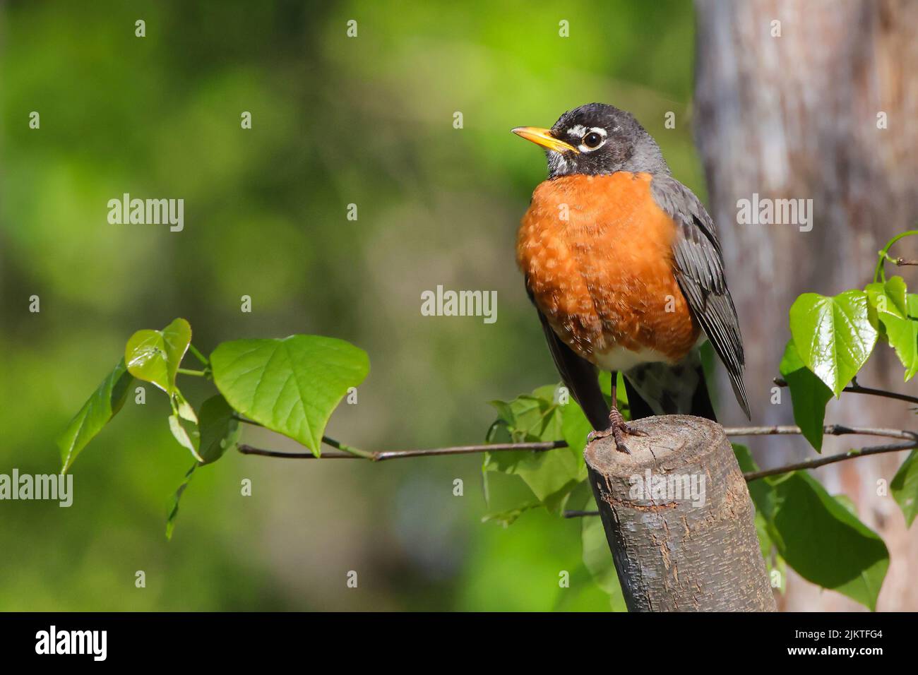 Robin spring hi-res stock photography and images - Alamy