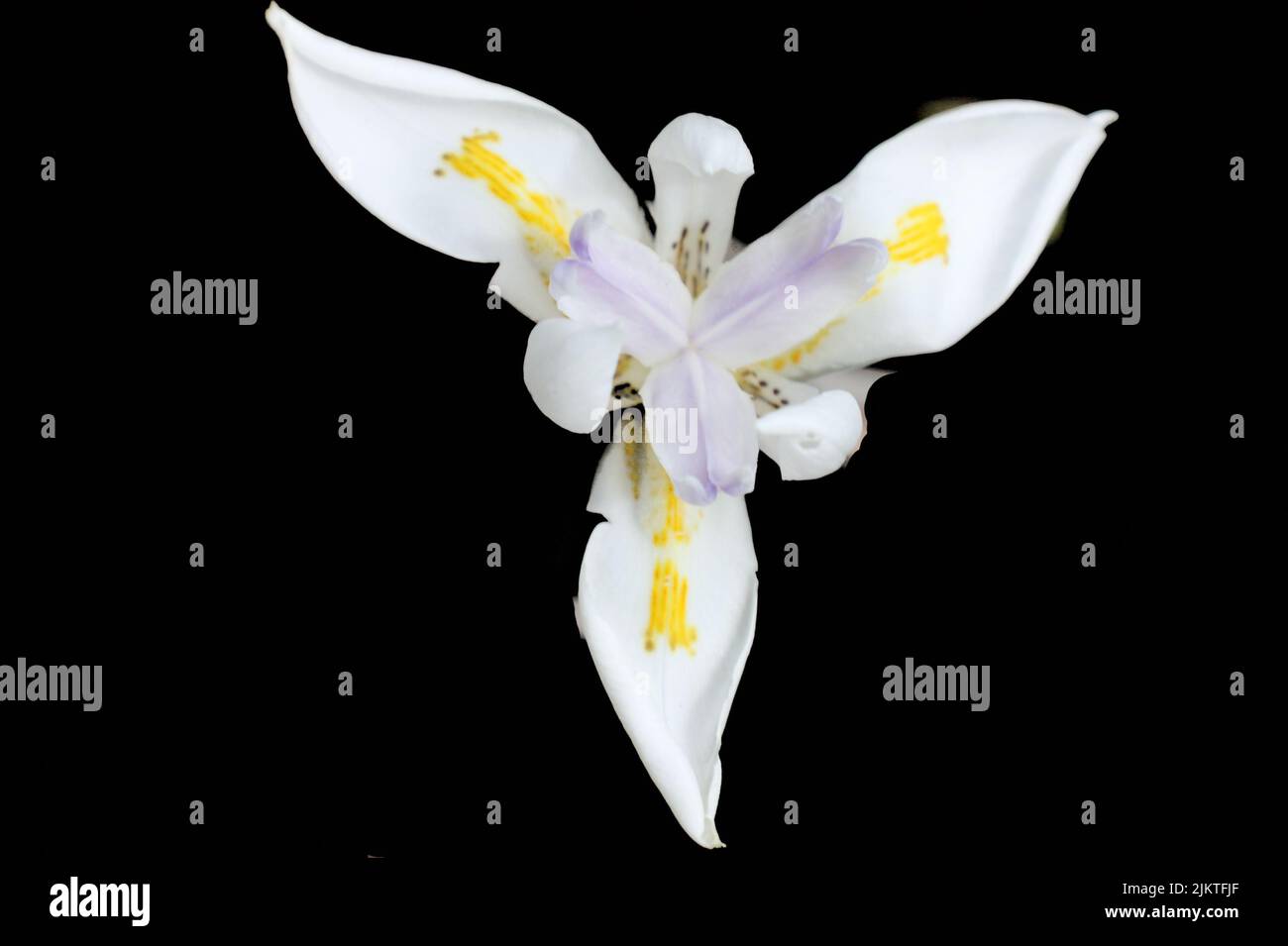 African iris hi-res stock photography and images - Alamy
