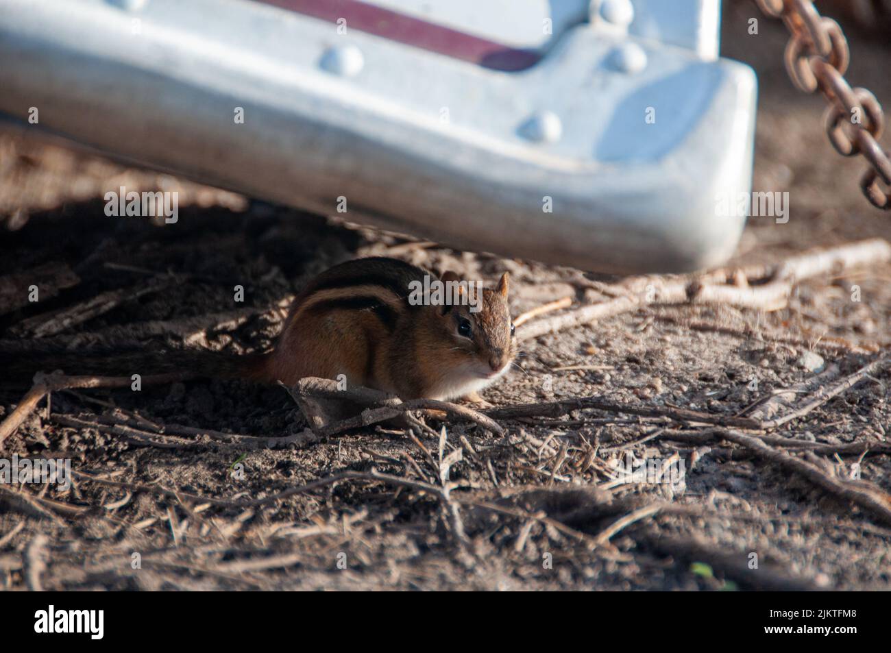 A small Chipmunk hiding from sun Stock Photo - Alamy