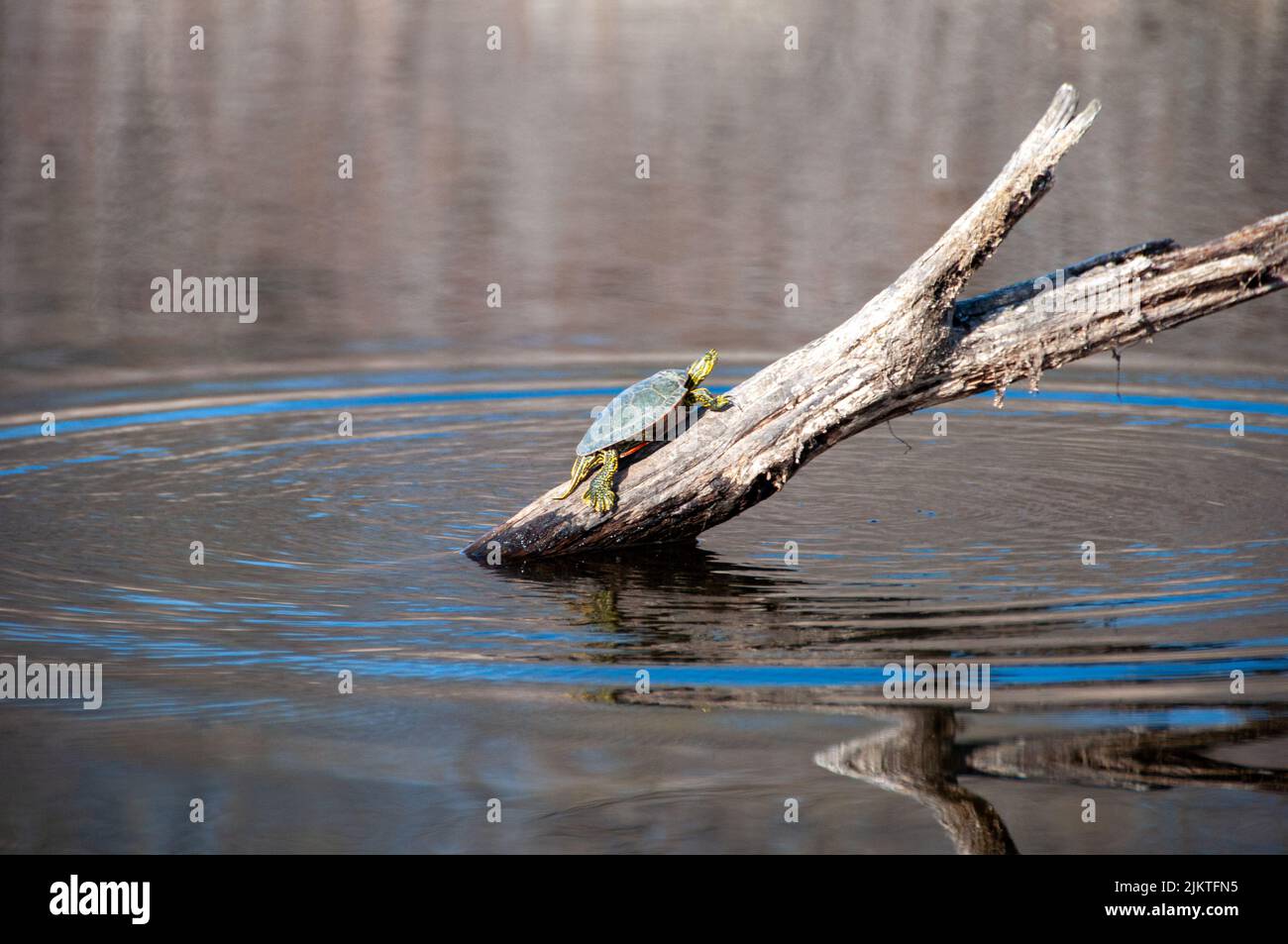 Turtle on a log hi-res stock photography and images - Alamy