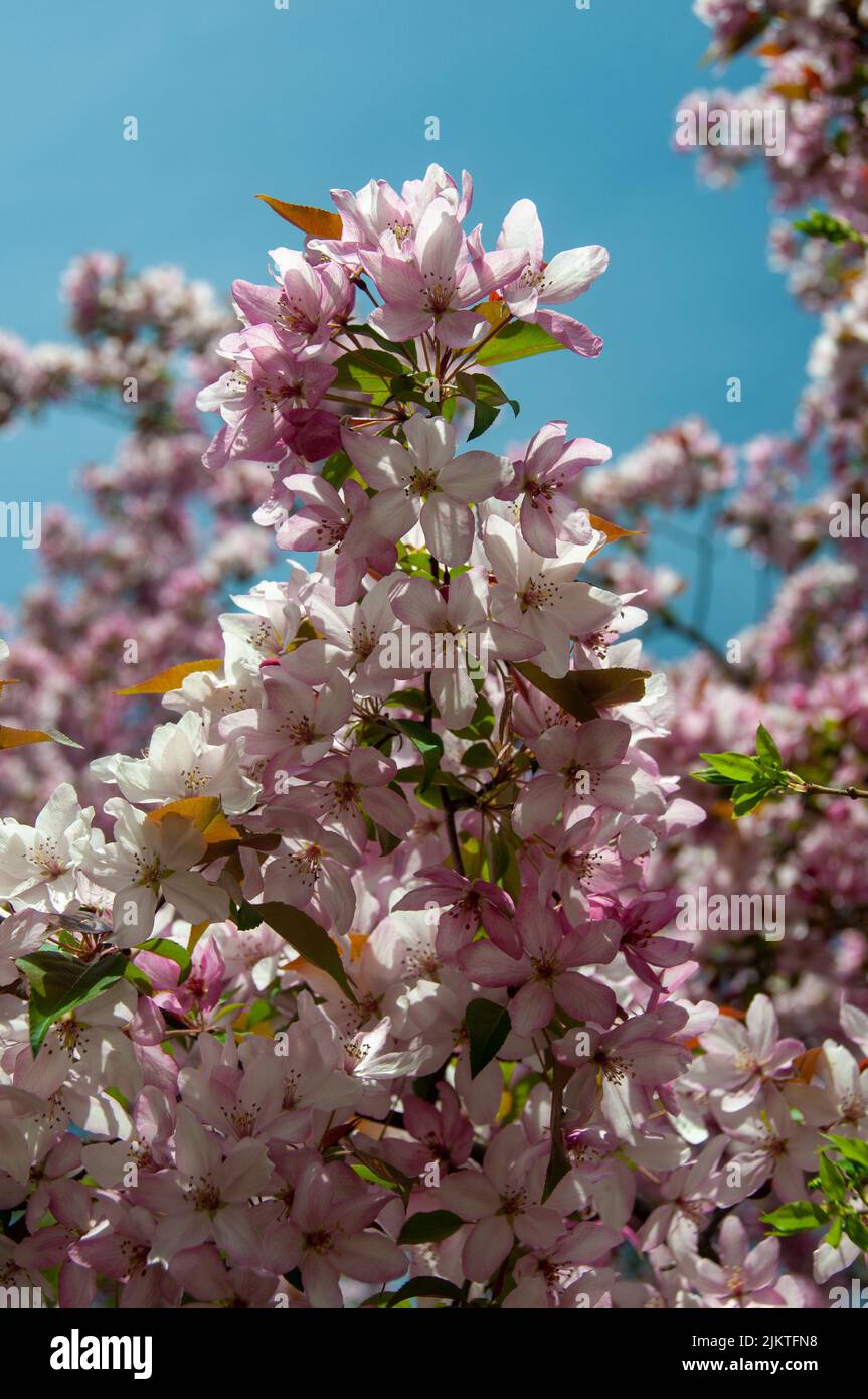 The cherry blossoms in spring Stock Photo - Alamy