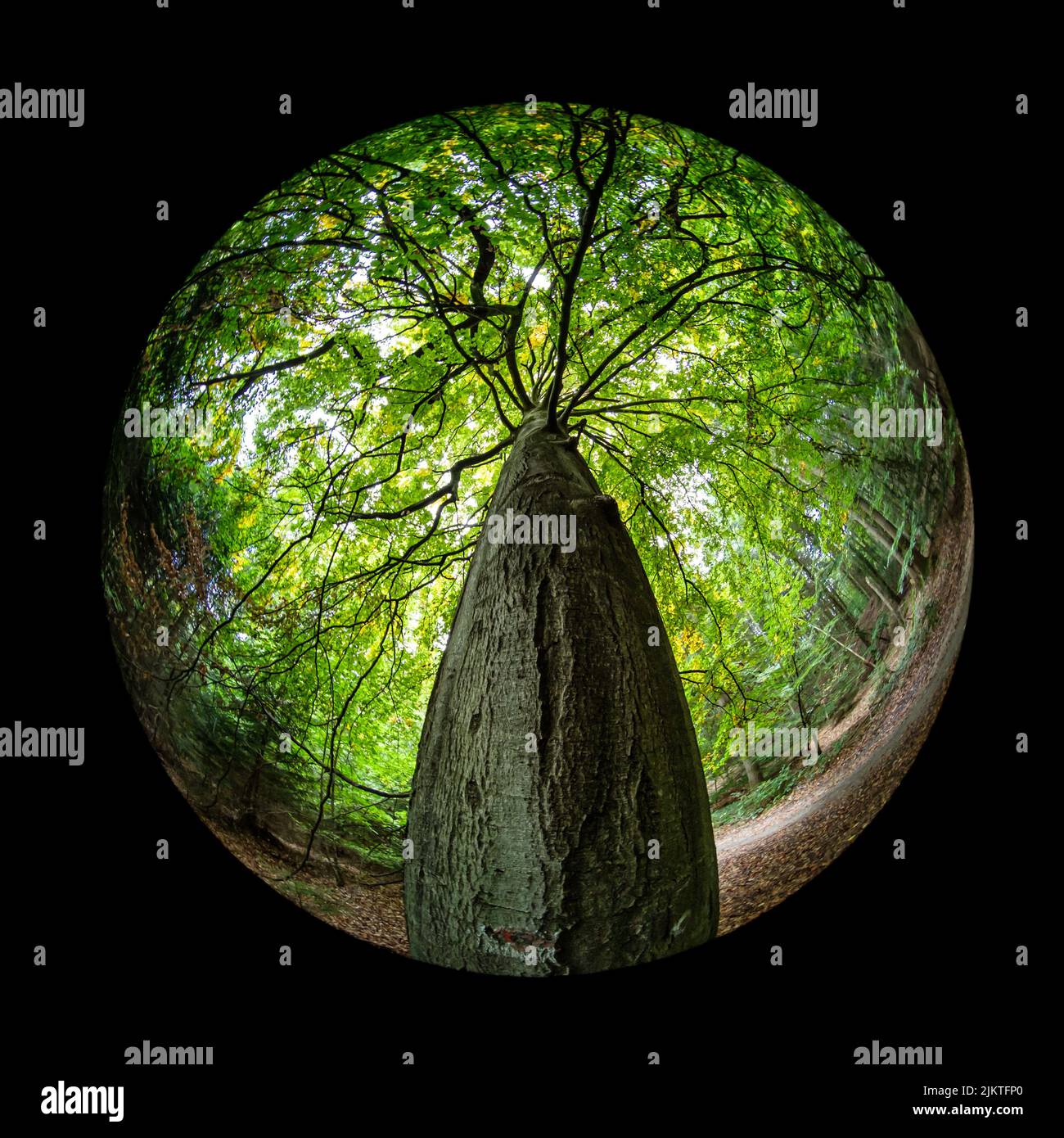 Strong big beech tree trunk with bark in a forest with fish-eye lens ...