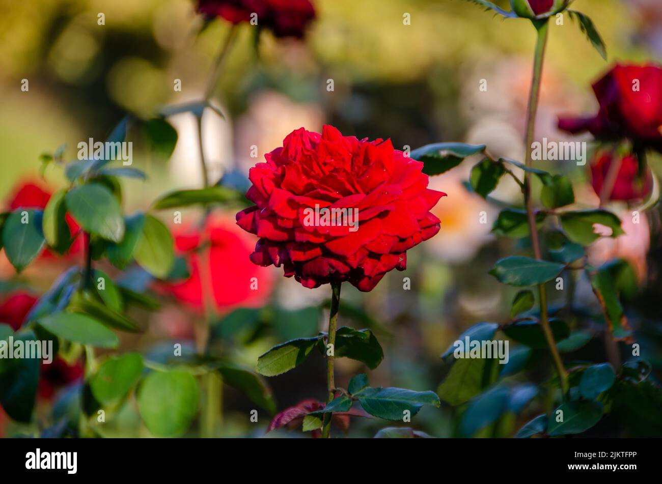 The red roses blooming in a garden Stock Photo - Alamy