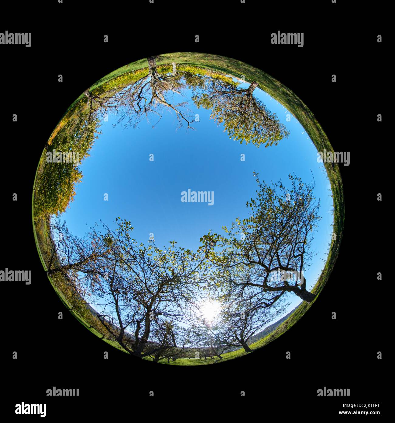 Orchard fruit trees with sun back lit landscape fish-eye lens Stock ...