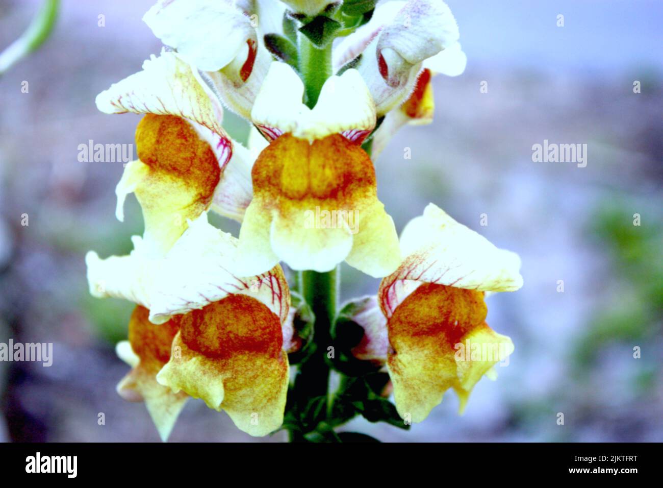 Vulgaris aroma hi-res stock photography and images - Alamy