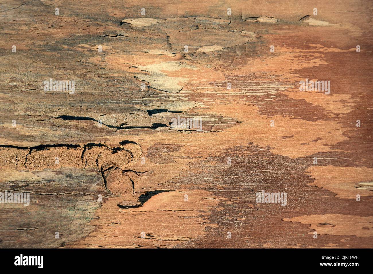 The inside of the tree bark. Traces of damage from the bark beetle ...