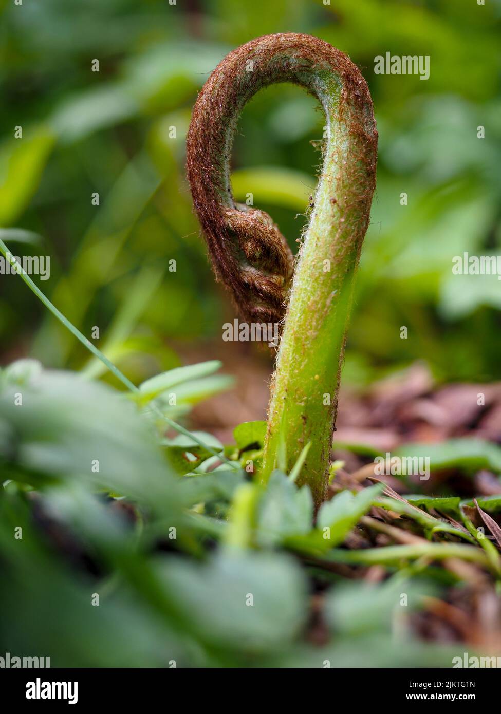 A vertical closeup shot of a newly growing fern plant on a blurry green ...