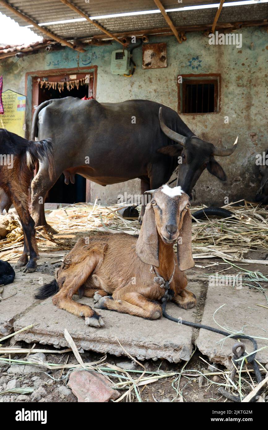 A selective focus of a goat tied in a farmhouse in a village in Belgaum ...