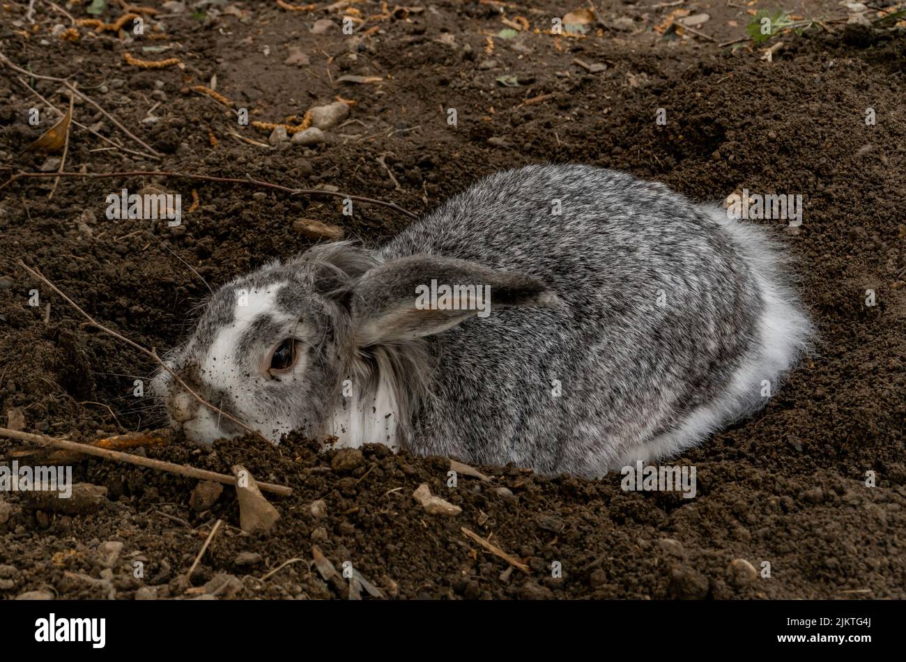 A closeup of a cute grey rabbit digging the soil Stock Photo - Alamy
