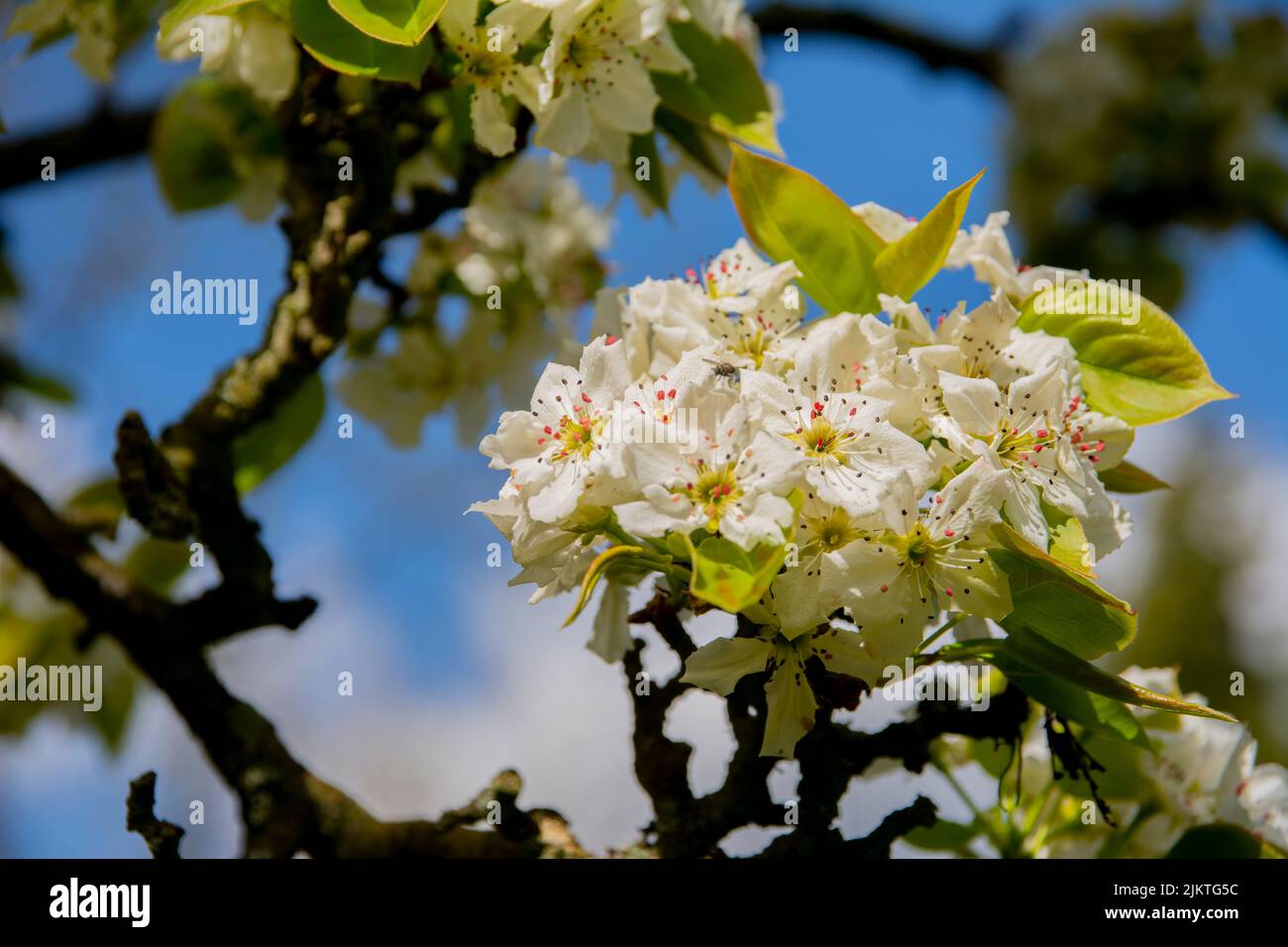 Close-up of flowering Pyrus pyrifolia branches. Also known as under ...