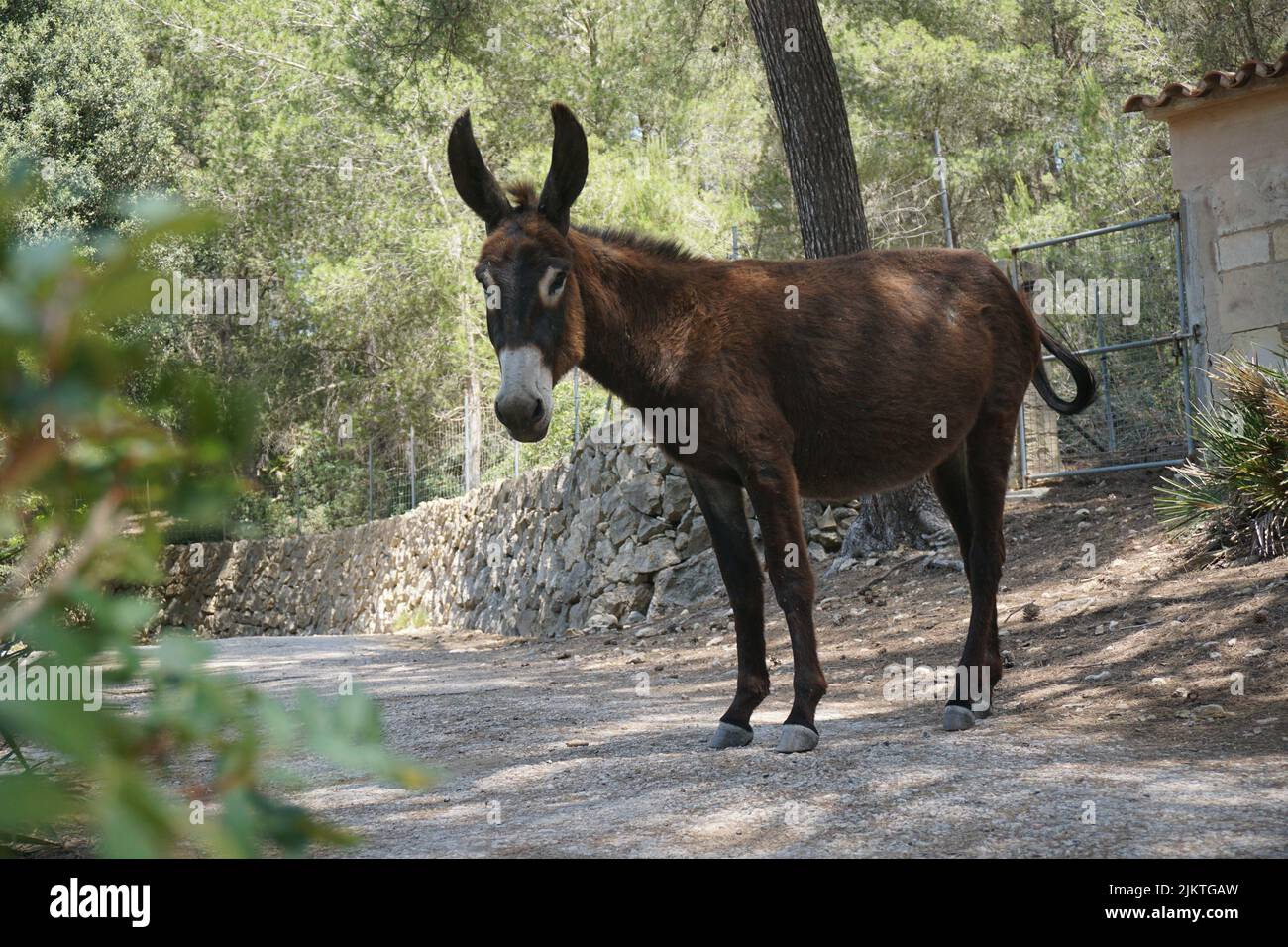 A donkey in the natural landscape in Mallorca, Spain Stock Photo - Alamy