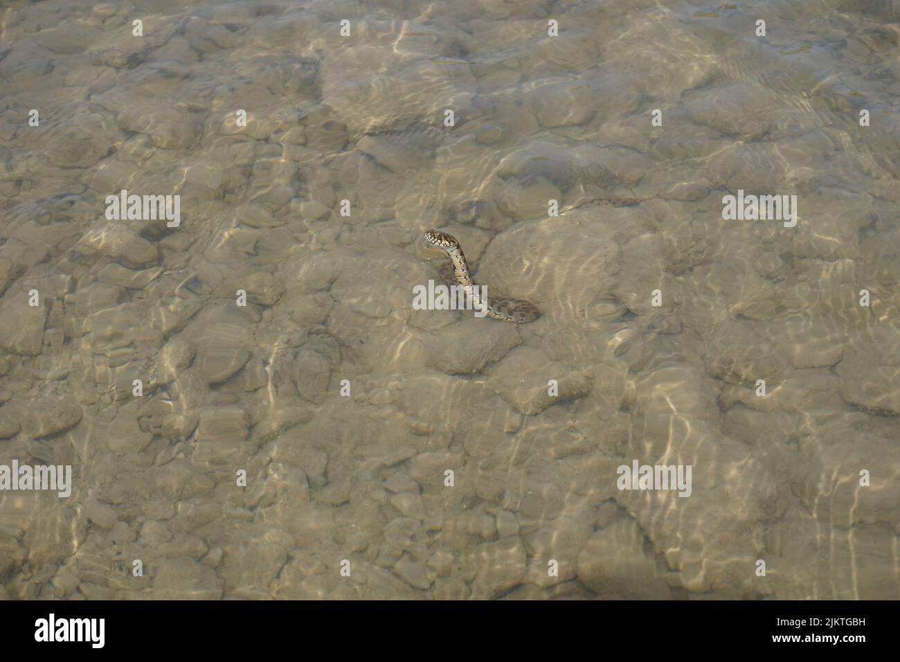 A Viperina snake in the Cuber Reservoir, Mallorca, Spain Stock Photo ...