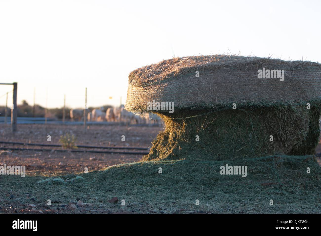 Time to feed hi-res stock photography and images - Alamy