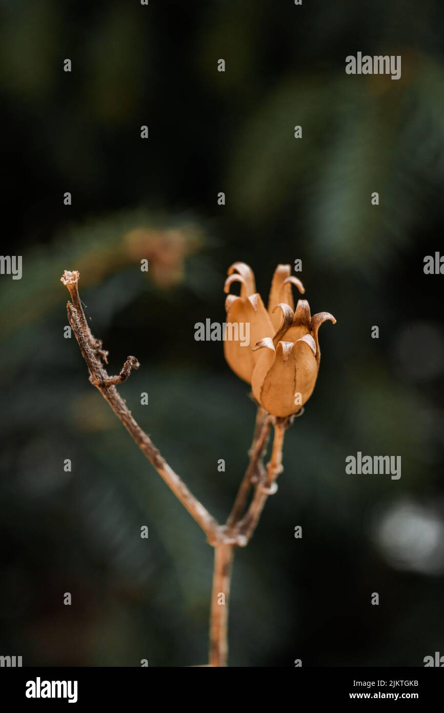 A vertical shot of Common tar flower in orange color on a branch of a ...