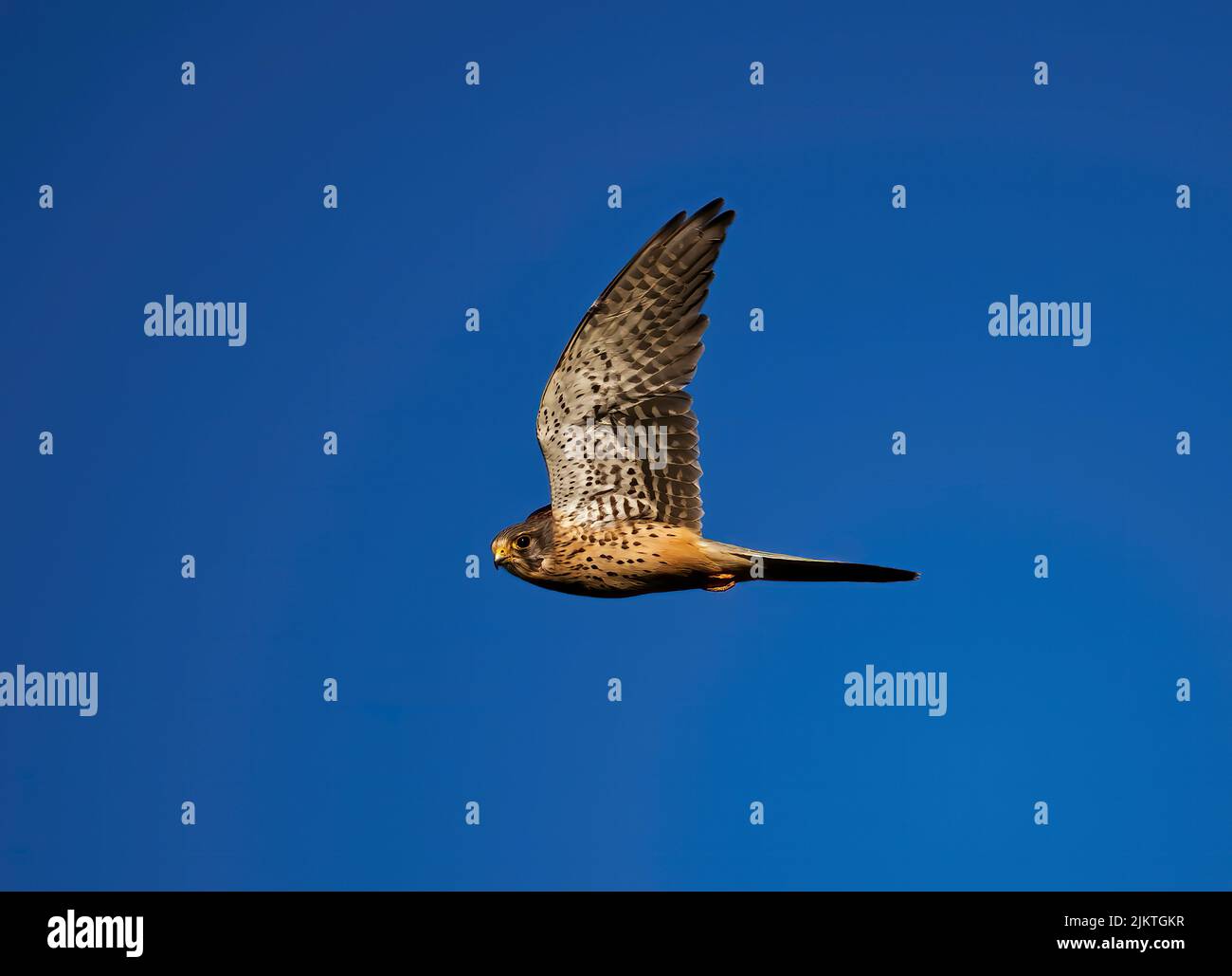 Beautiful shot common kestrel hi-res stock photography and images - Alamy
