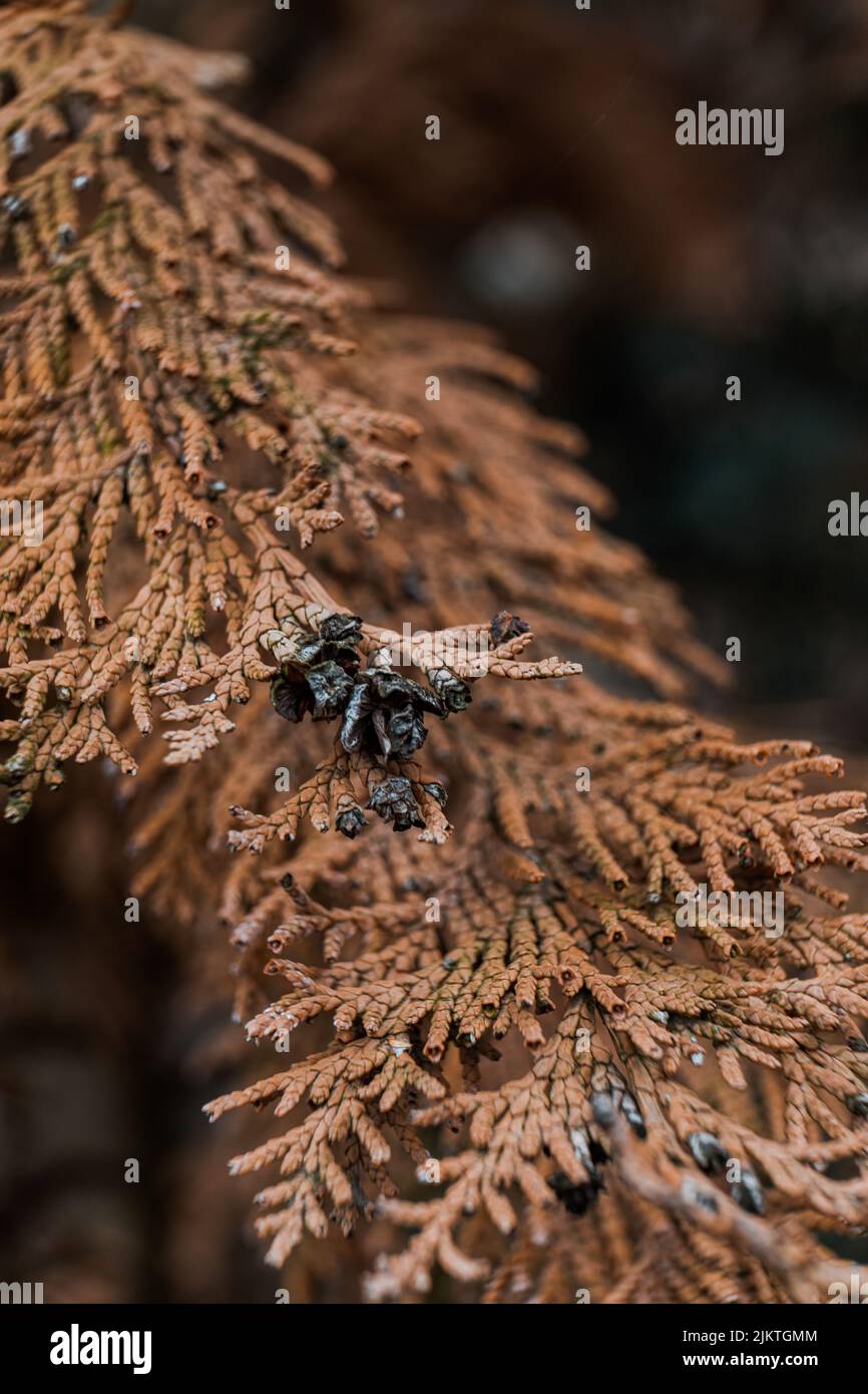 A vertical shot of a beautiful orange color Tuya zapadnaya tree leaves ...