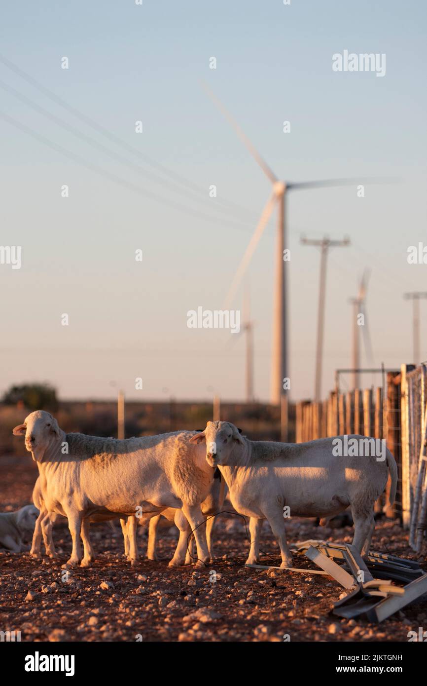 A vertical shot of a beautiful view of a farm with sheep in it and wind ...