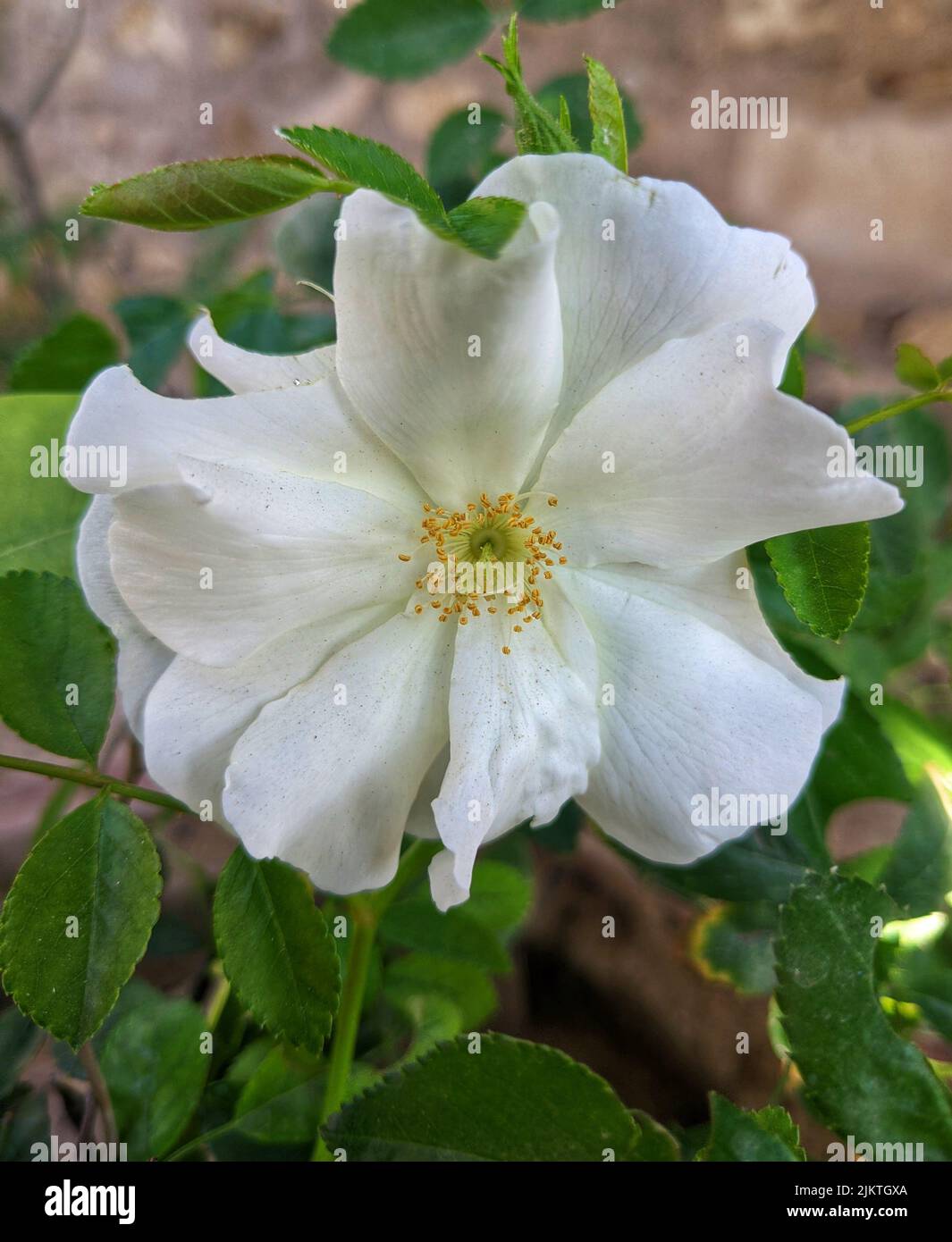 Close detail closeup flower hi-res stock photography and images - Alamy