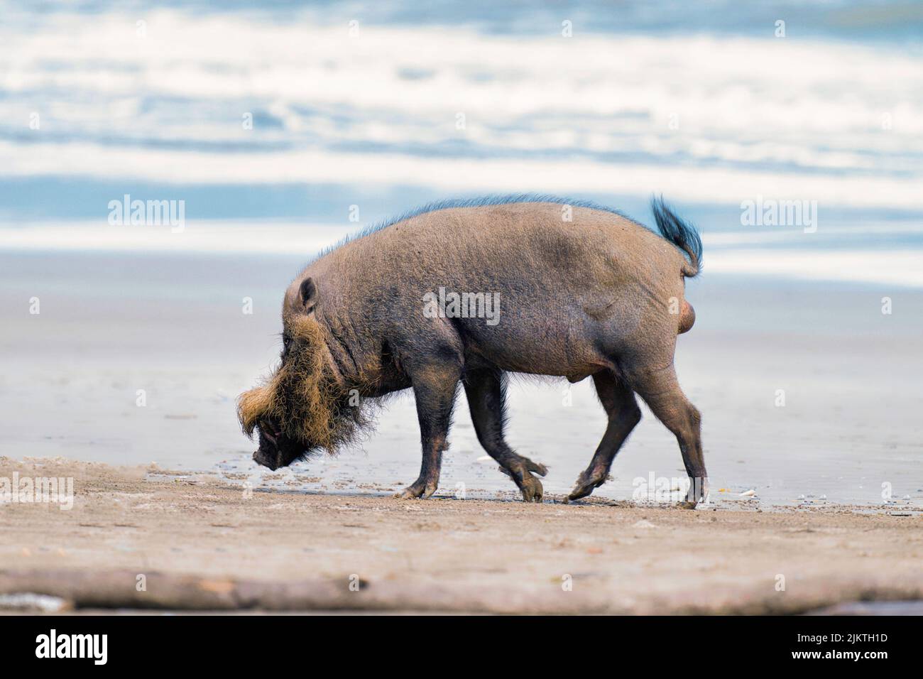 A close-up of Bornean bearded pig on the beach Stock Photo - Alamy