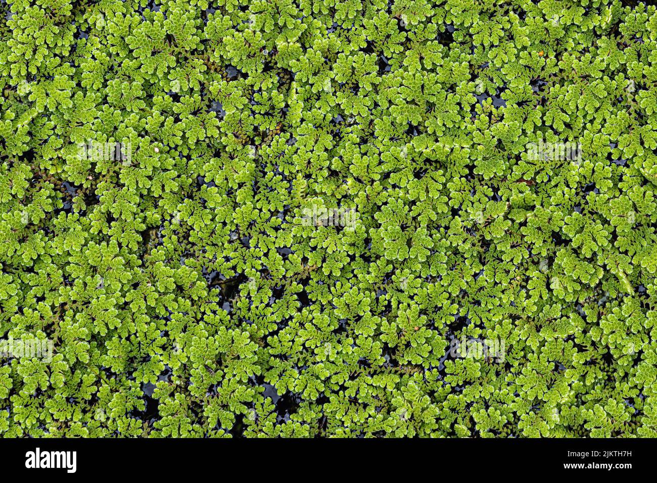 Forest moss texture top hi-res stock photography and images - Alamy