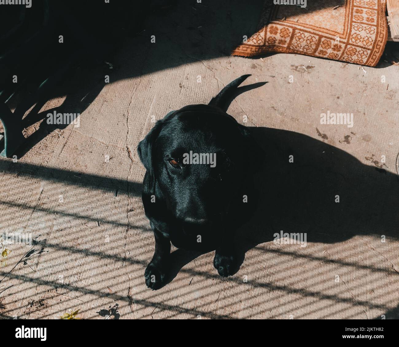 An overhead shot of a black little dog Stock Photo - Alamy