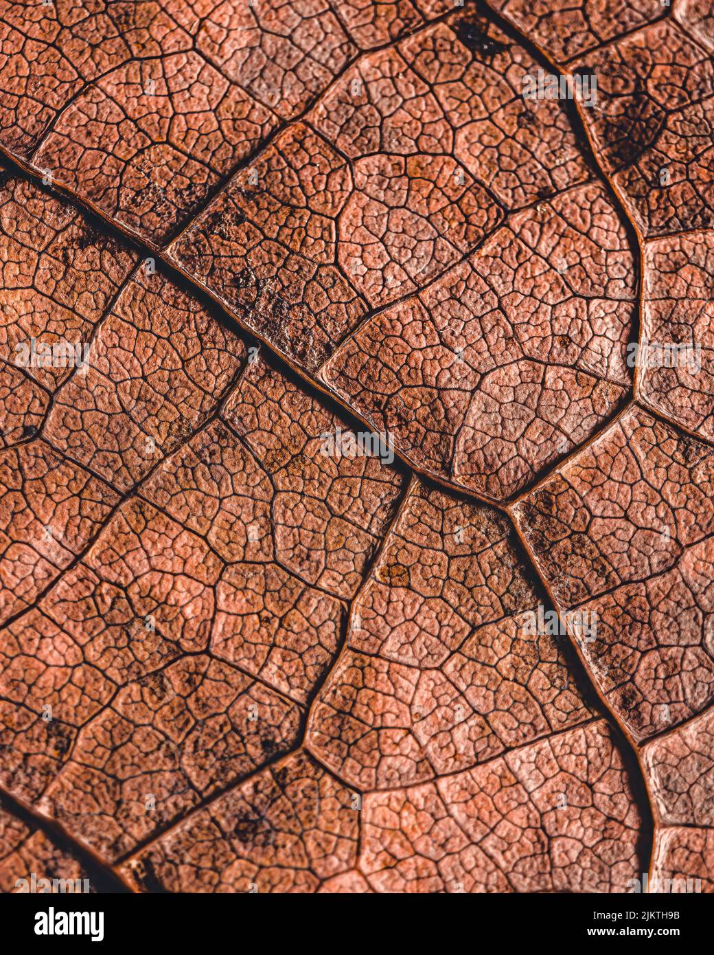 Leaf surface texture hi-res stock photography and images - Alamy
